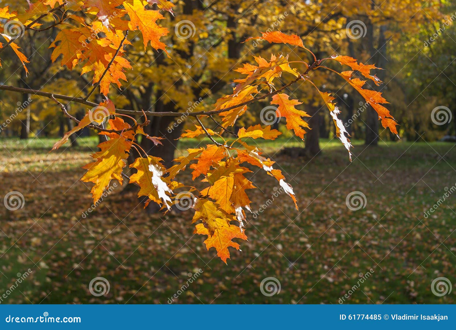 Orange Autumn Leaves stock image. Image of vertical, autumn - 61774485