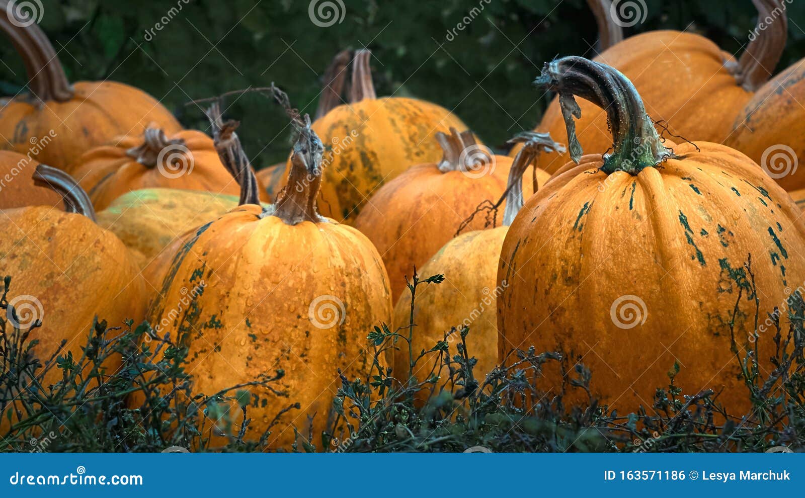 Fresh pumpkins on a farm. stock photo. Image of farm - 163571186