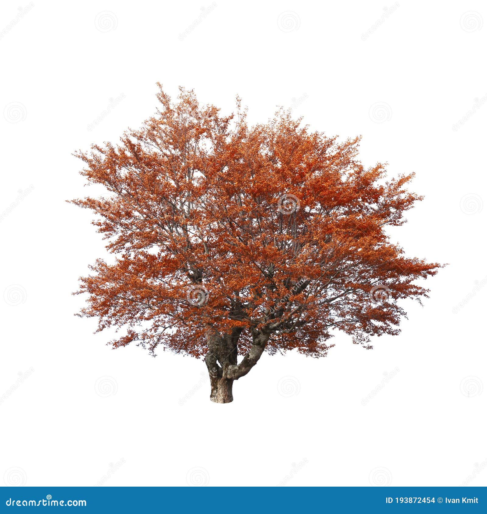 Orange Autumn Tree Isolated on White Stock Photo - Image of nature ...