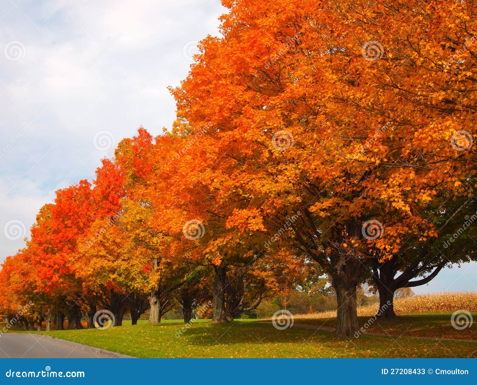 Orange Autumn Trees stock image. Image of background - 27208433