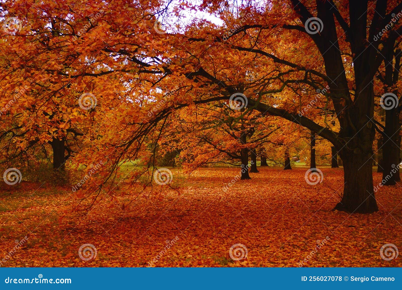 Orange Autumn Trees in a Park Stock Photo - Image of scene, environment: 256027078