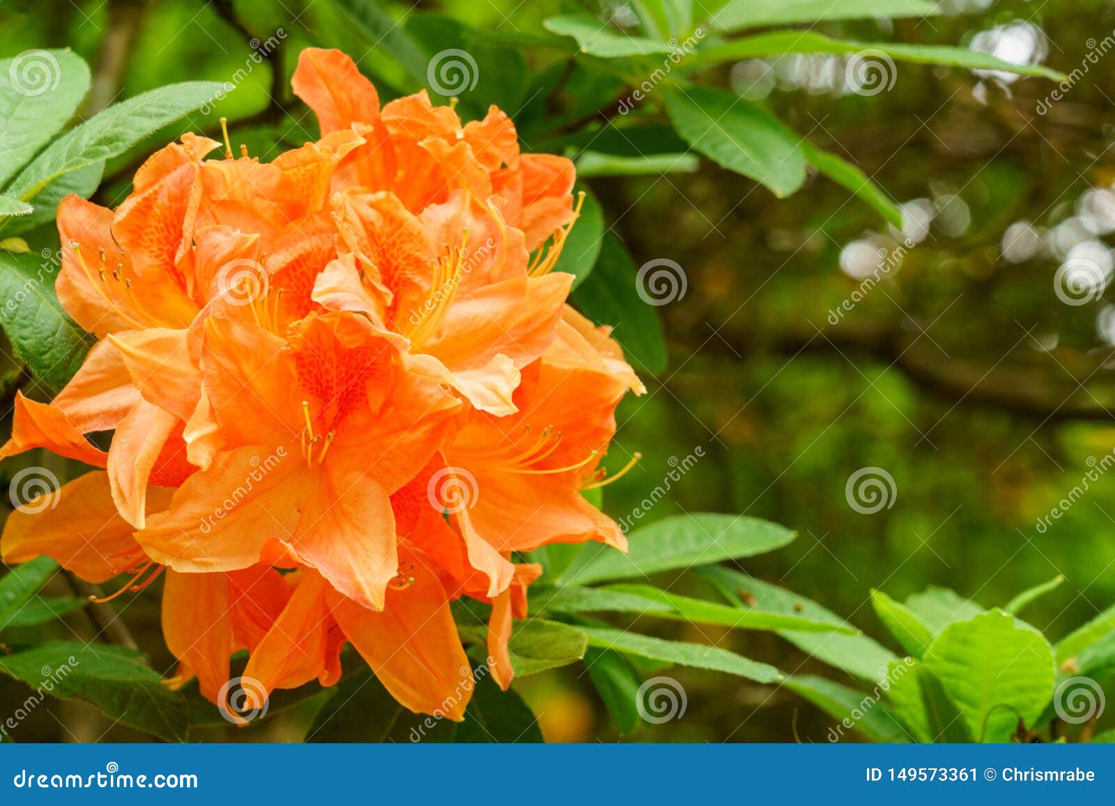 4,313 Orange Azalea Stock Photos - Free & Royalty-Free Stock Photos ...