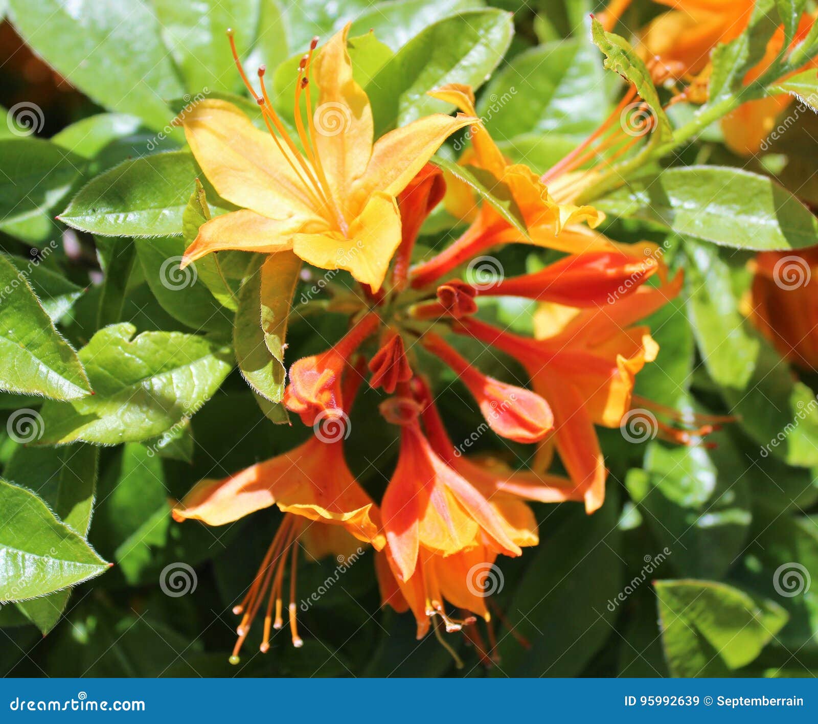 Orange Azalea Flowers in Bloom Stock Image - Image of green, bright ...