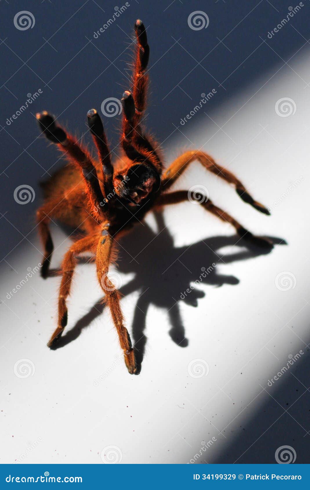 Orange Baboon Tarantula Spiderling
