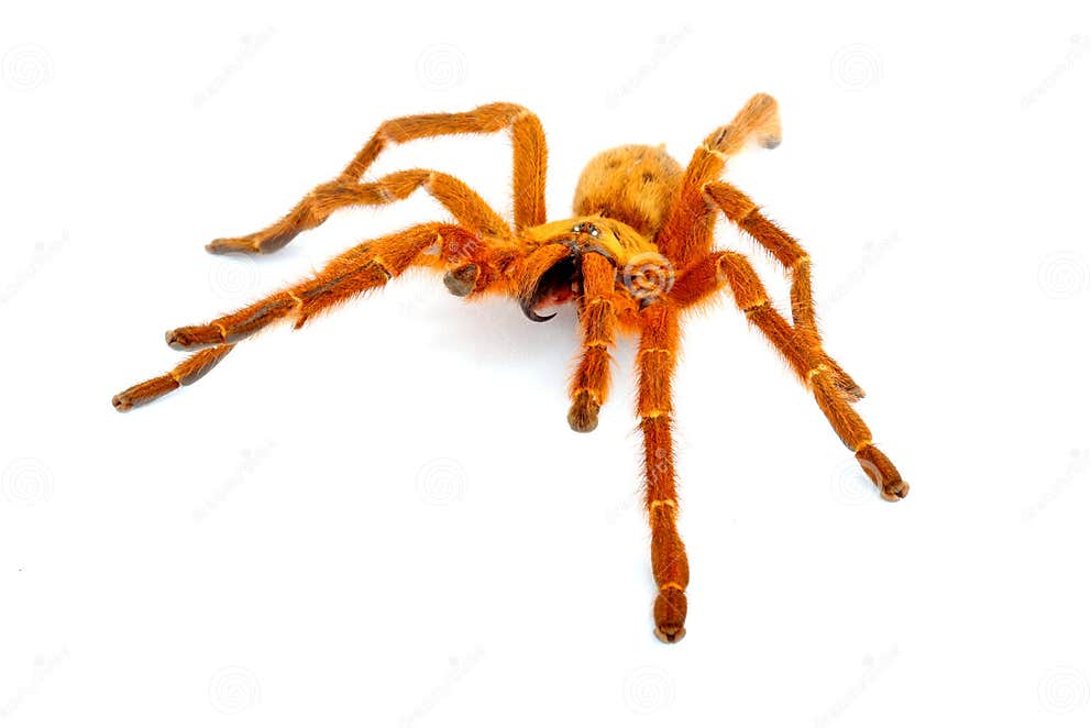 Orange Baboon Tarantula stock image. Image of organism - 6461577