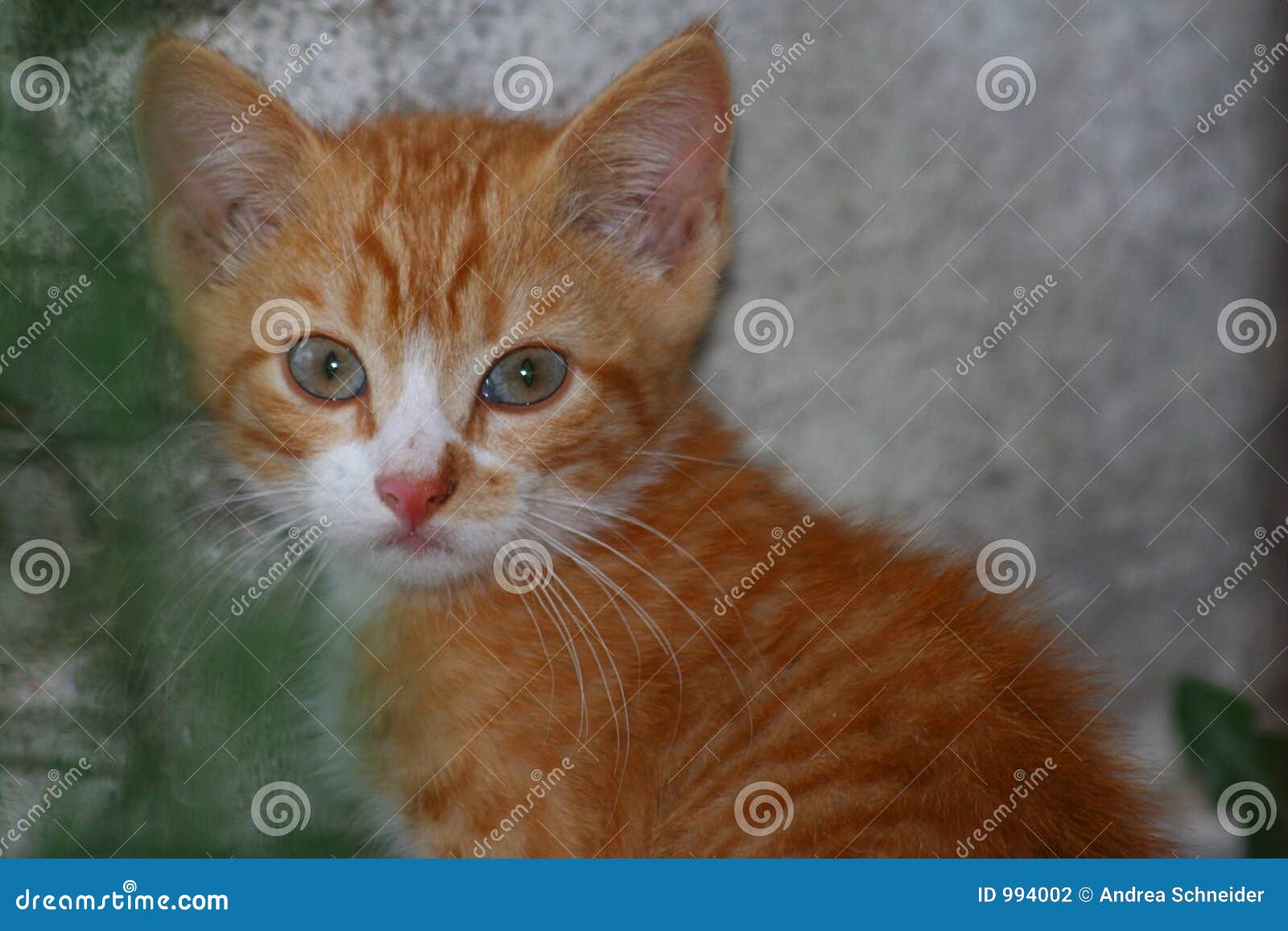 Orange baby stock photo. Image of orange, nose, whiskers - 994002