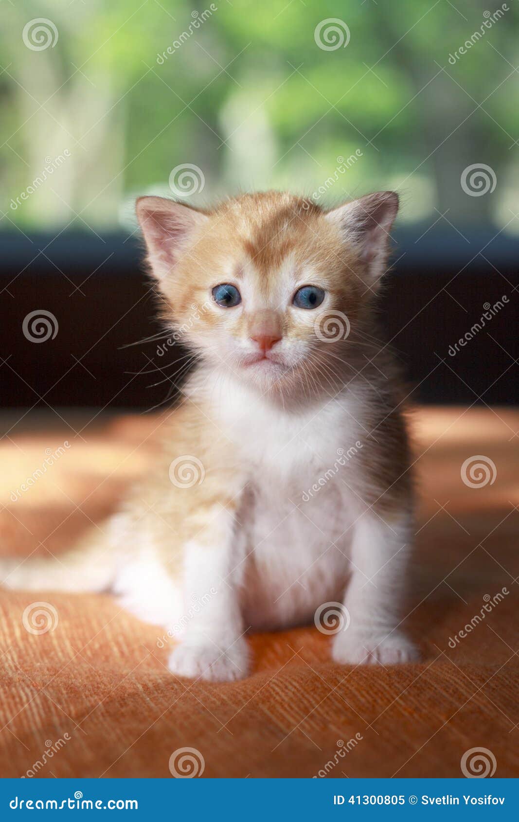 Orange baby kitten stock image. Image of abstract, background - 41300805