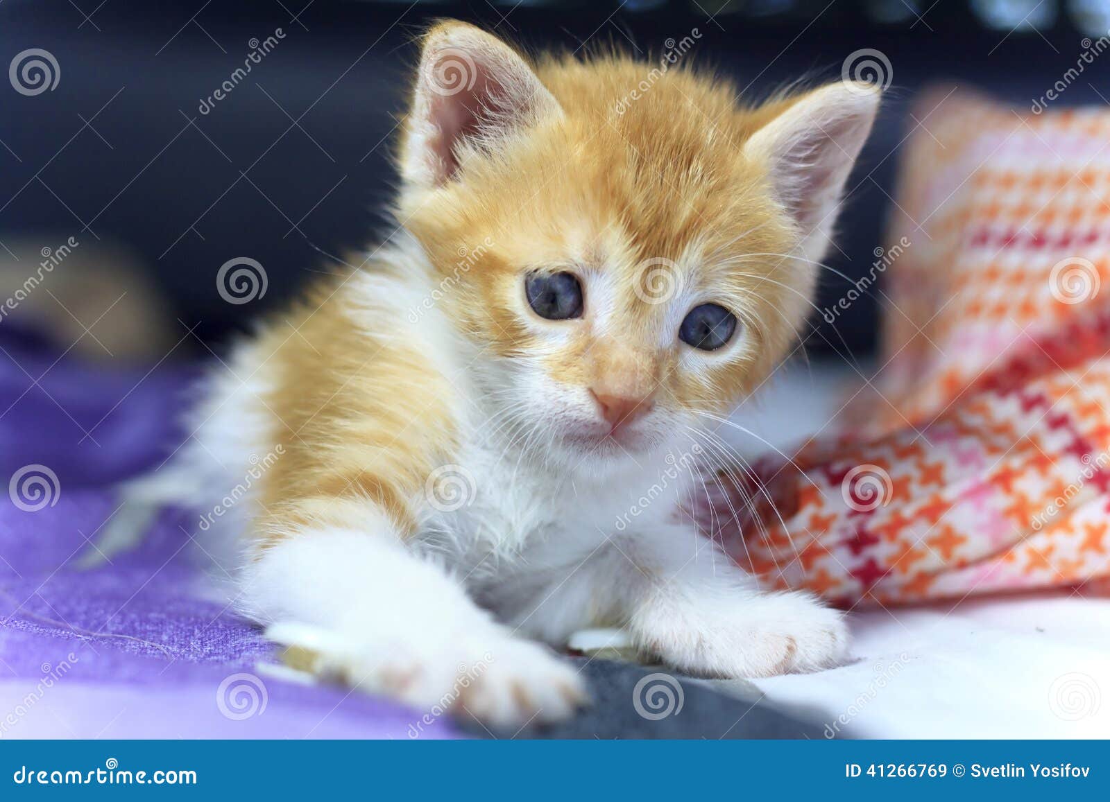 Orange baby kitten. stock image. Image of edge, kittens - 41266769