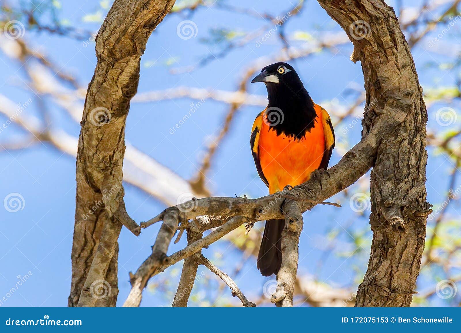 Orange-backed Troupial Sitting in Tree Stock Image - Image of bonaire ...