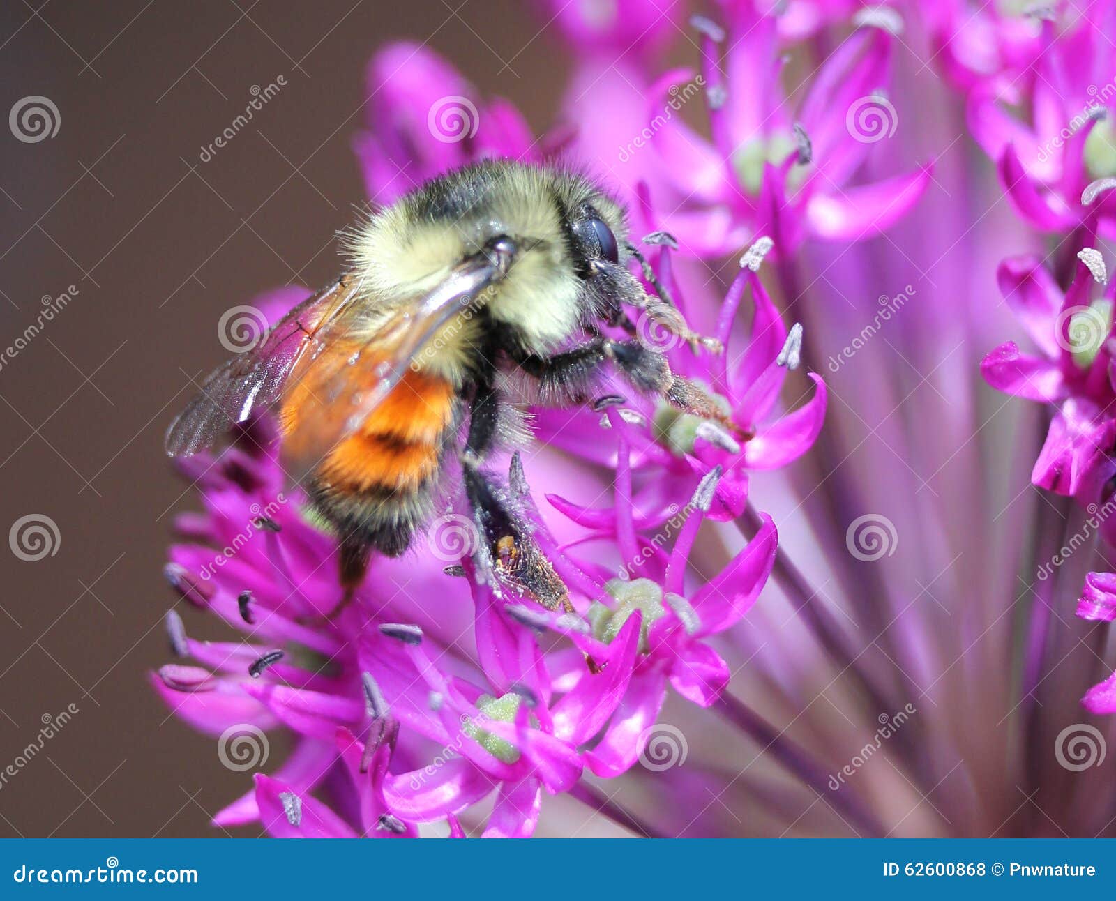 Orange-banded Bumblebee on Allium Stock Photo - Image of wildlife ...