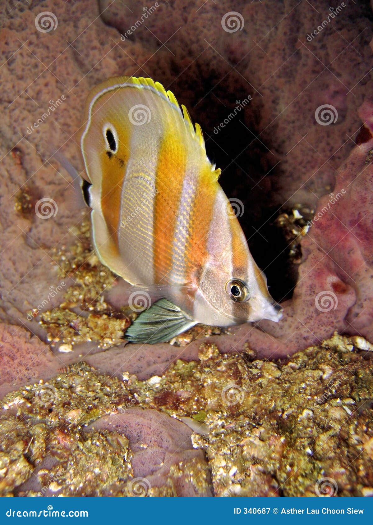 Orange-banded Coralfish stock image. Image of ocean, aquatic - 340687