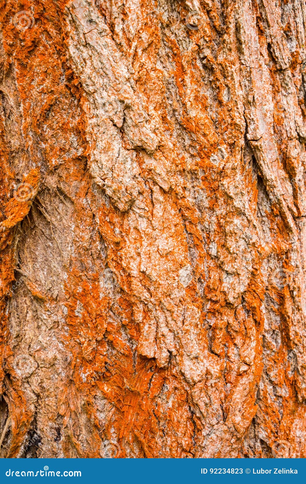 Orange bark tree, detail stock image. Image of material - 92234823