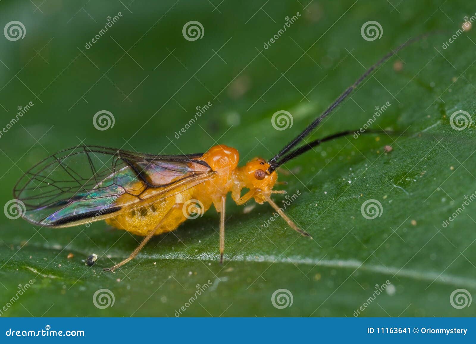 An Orange Barklouse/barkfly Stock Image - Image of wilderness, park ...