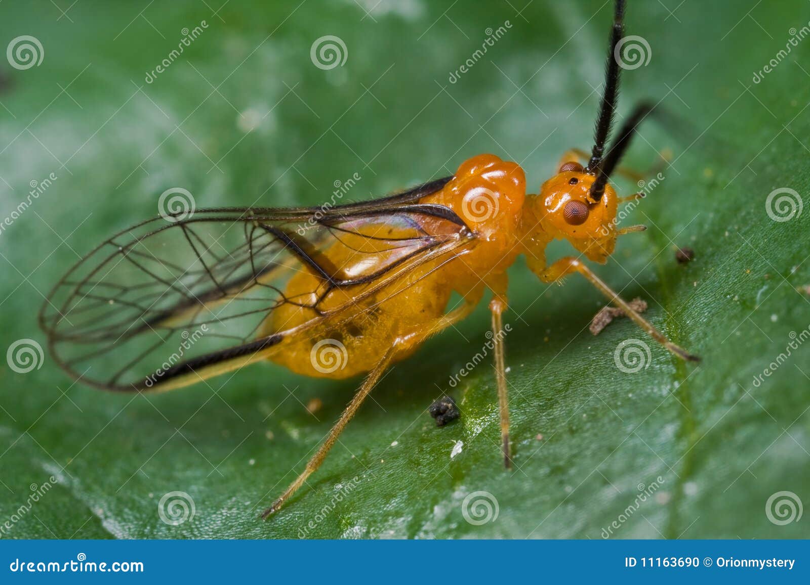 An Orange Barklouse/barkfly Stock Photo - Image of close, plant: 11163690