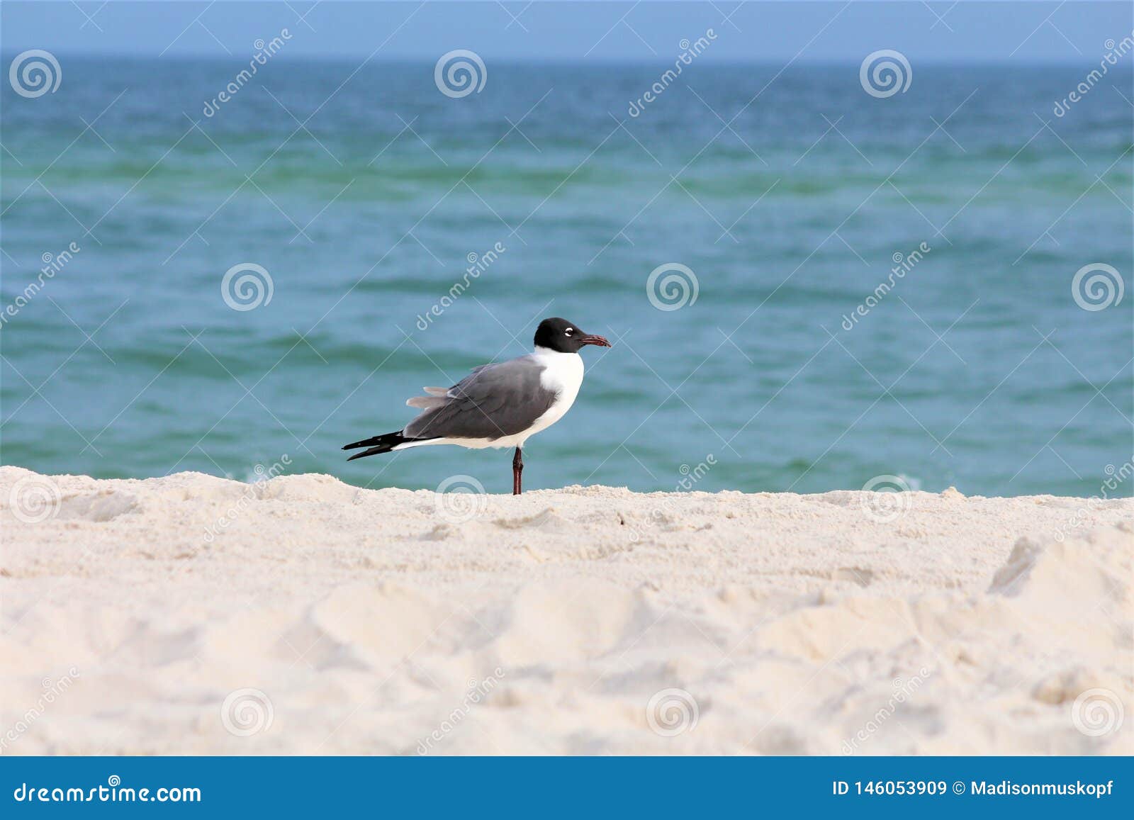 Orange Beach, Alabama stock image. Image of nature, gull - 146053909