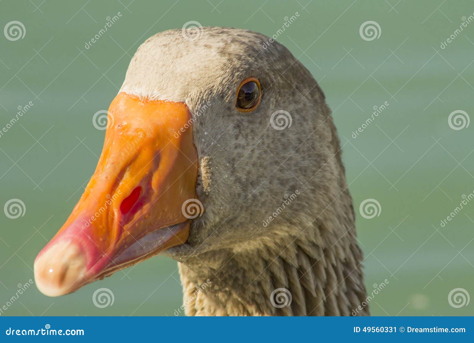 Orange beak brown duck stock image. Image of water, feather - 49560331