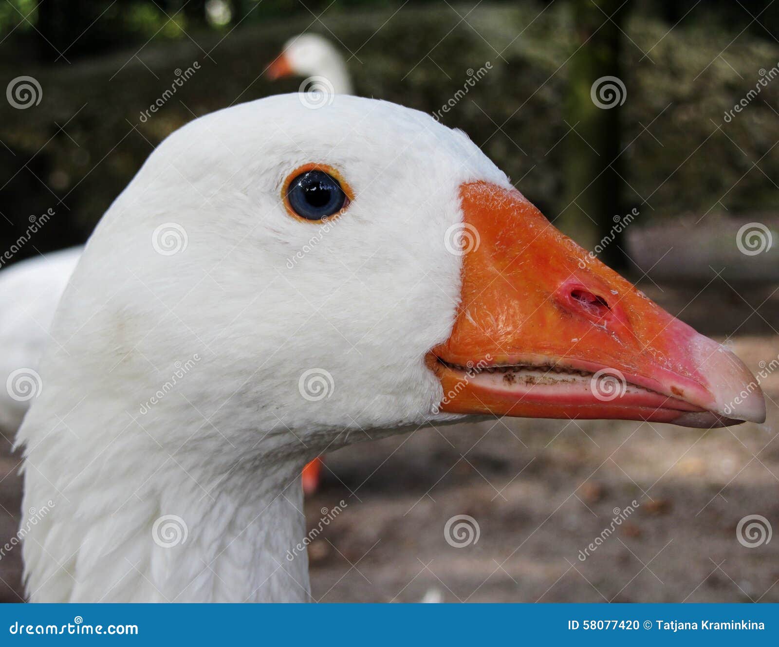 Orange Beaked Goose Head stock photo. Image of nature - 58077420