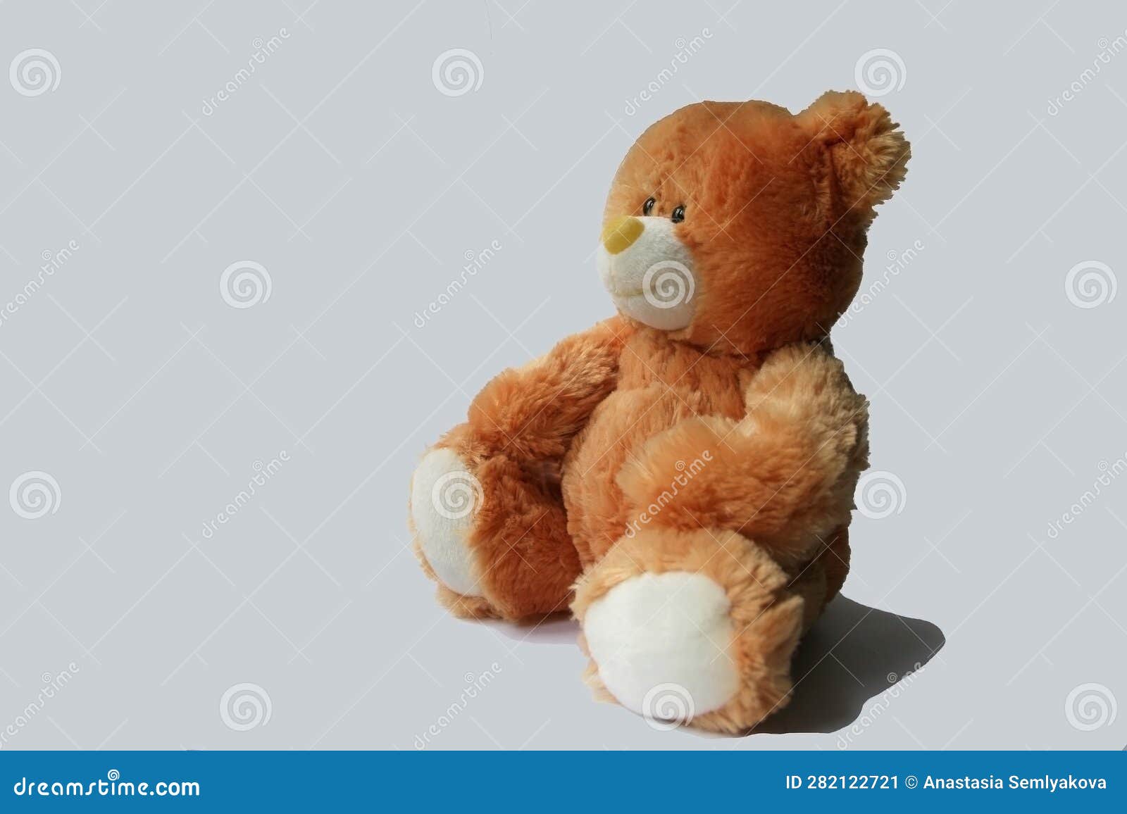 Orange Bear Sitting Sideways Stock Image - Image of animal, sideways ...