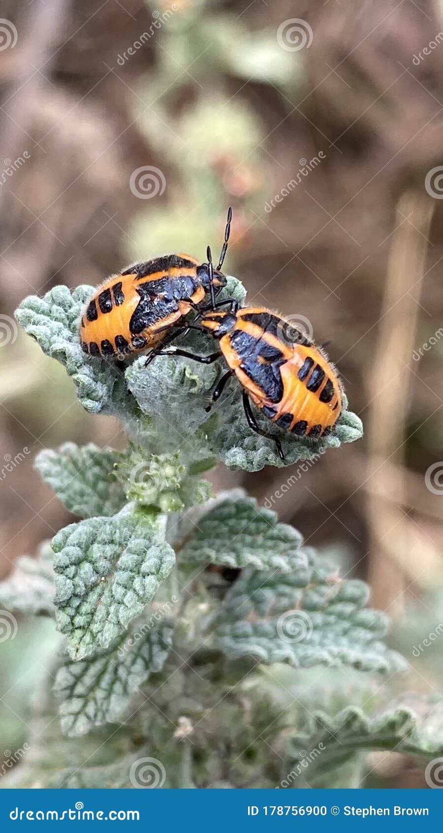 Closeup Bugs Beatles Stock Photos - Free & Royalty-Free Stock Photos ...