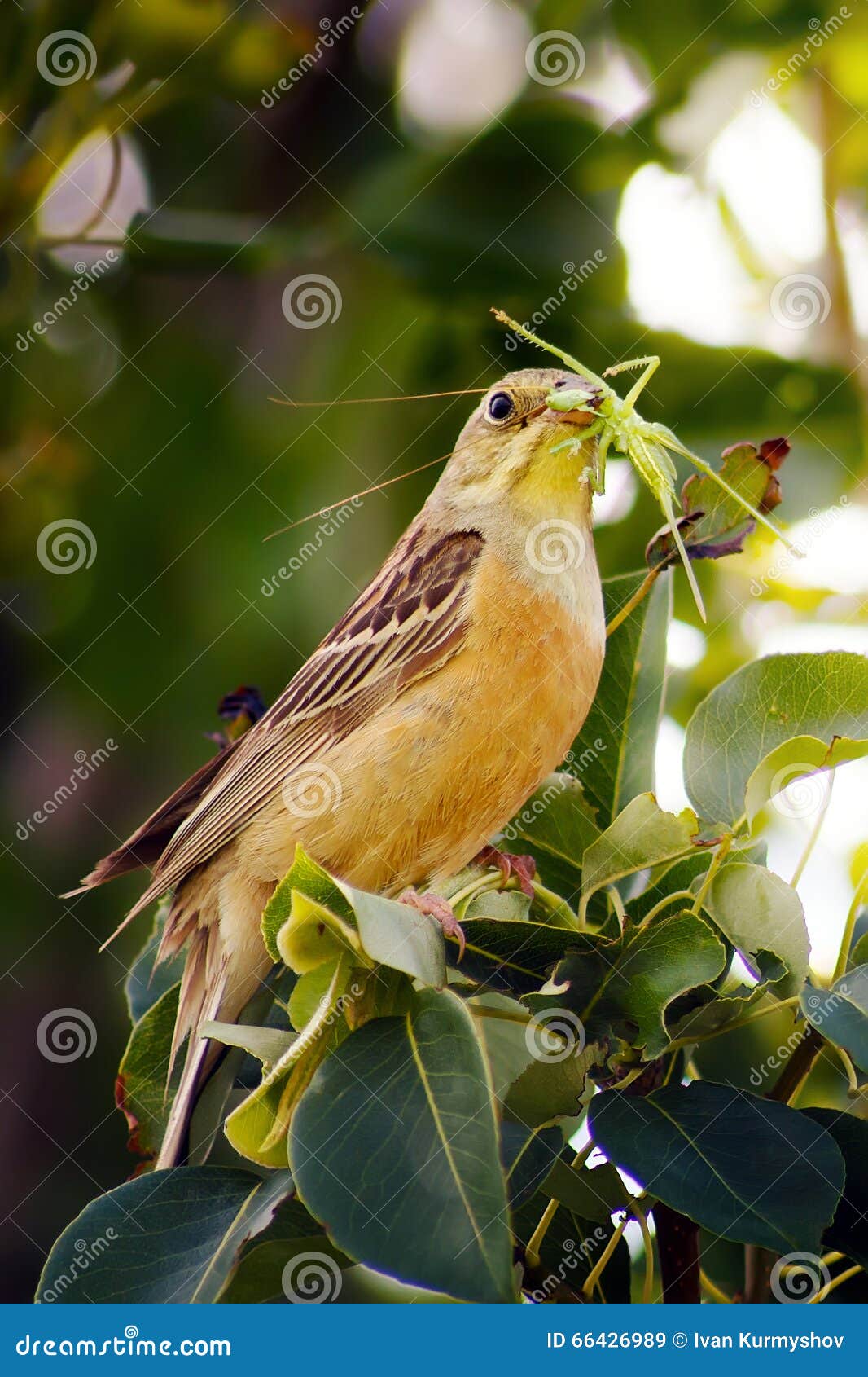 Orange Beautiful Bird Eat Green Grasshopper on Tree Stock Image - Image ...