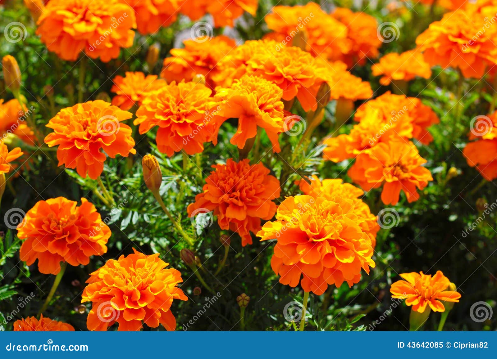 Orange beautiful flowers stock image. Image of affection - 43642085