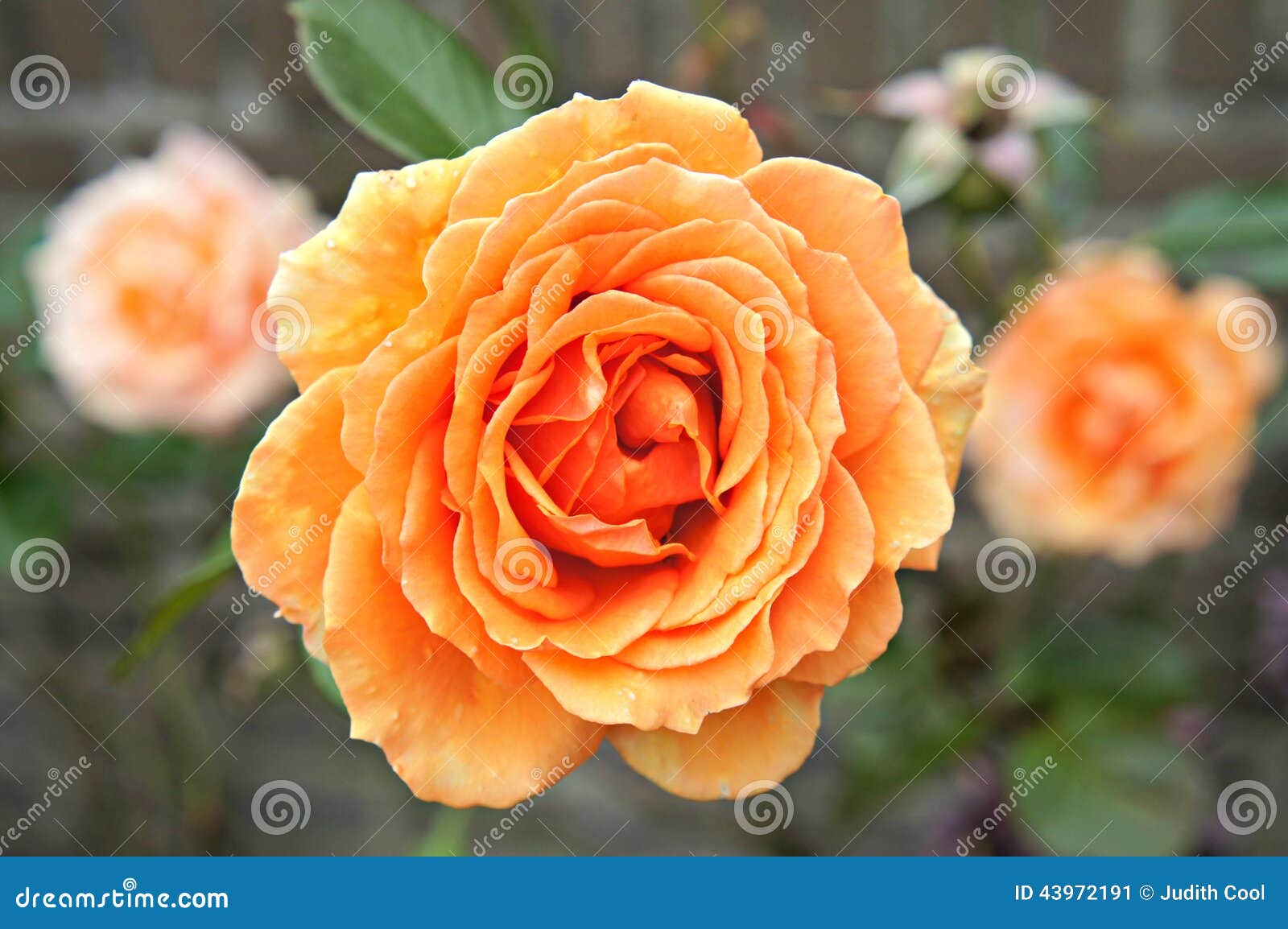 Orange beautiful rose stock image. Image of plant, beautiful - 43972191