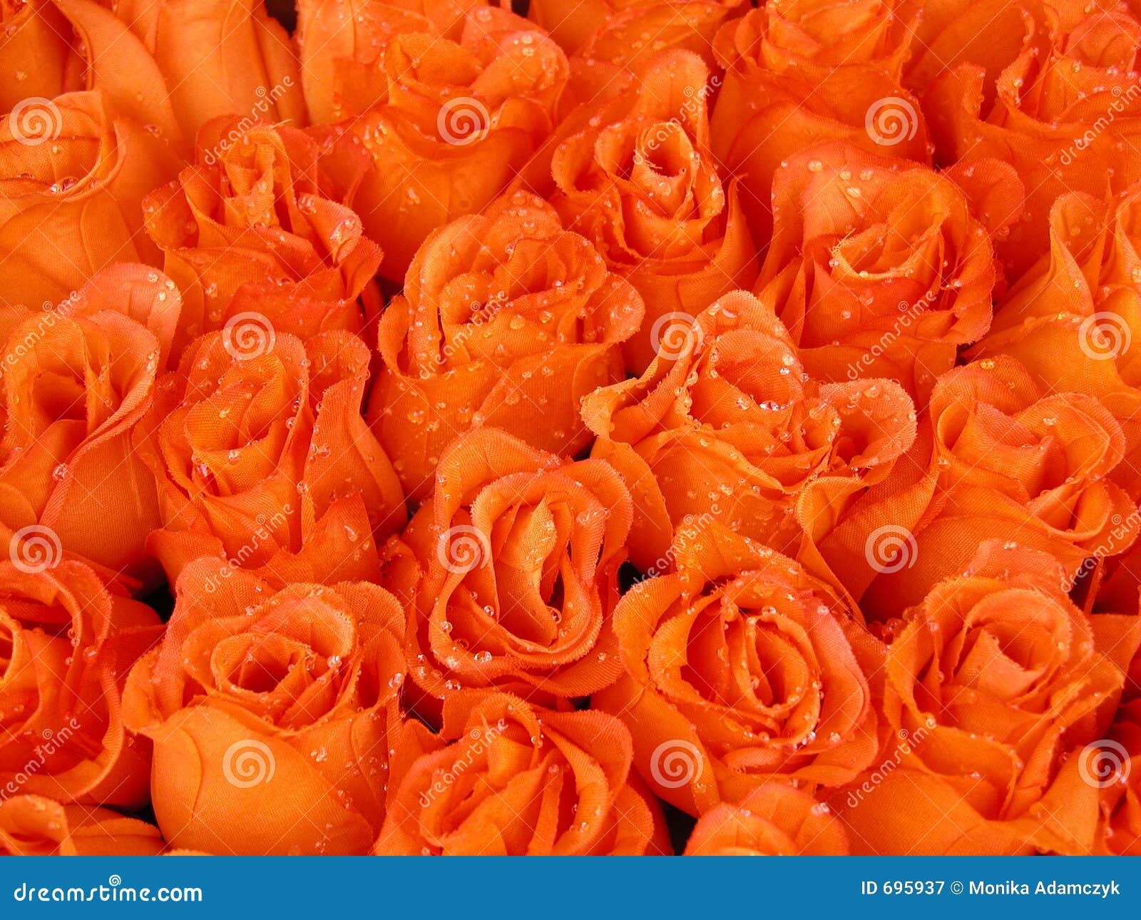 Orange beauty stock image. Image of beauty, petals, roses - 695937