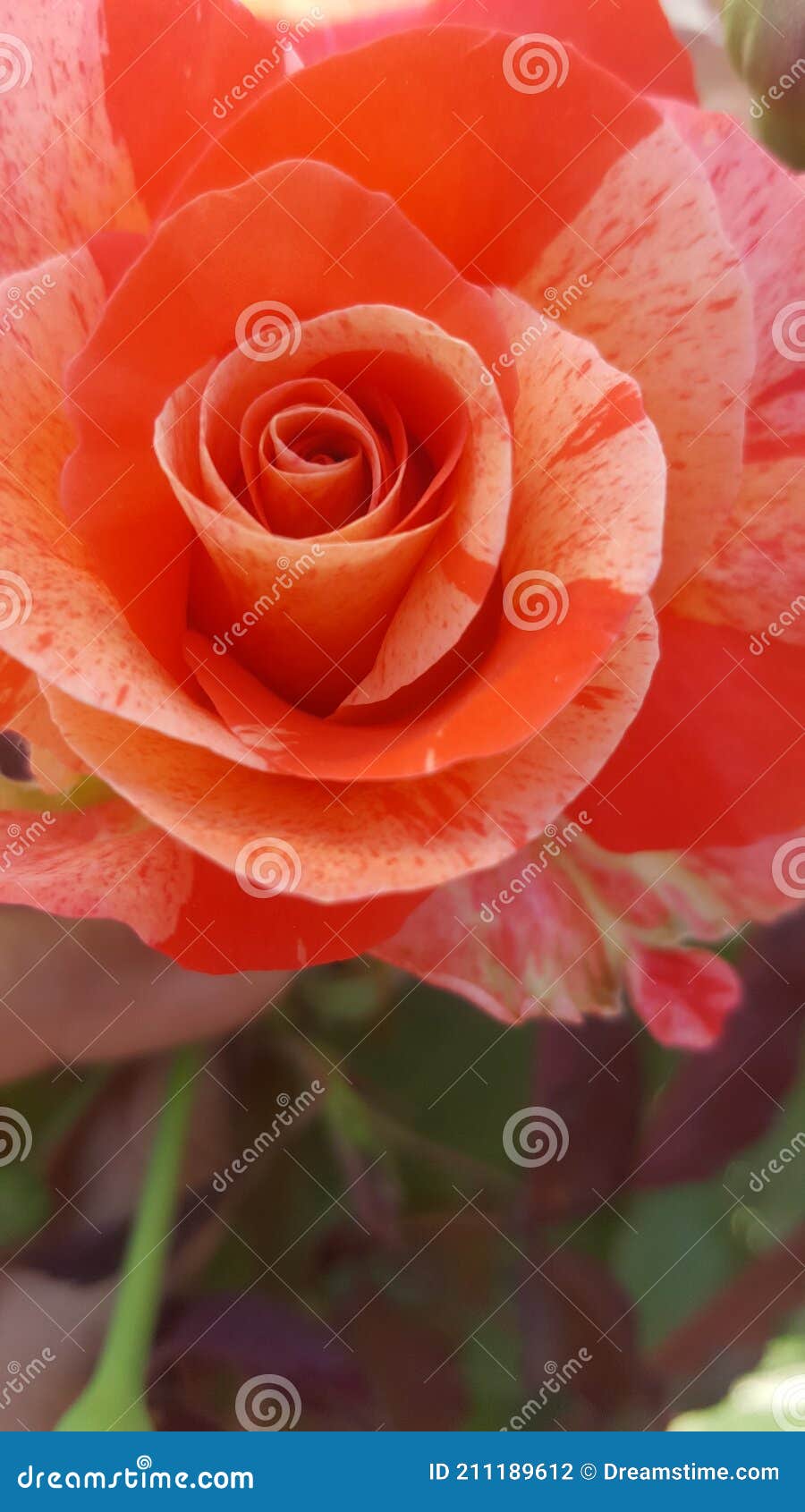 Orange Beauty in Spring Season Stock Photo - Image of spring, orange ...