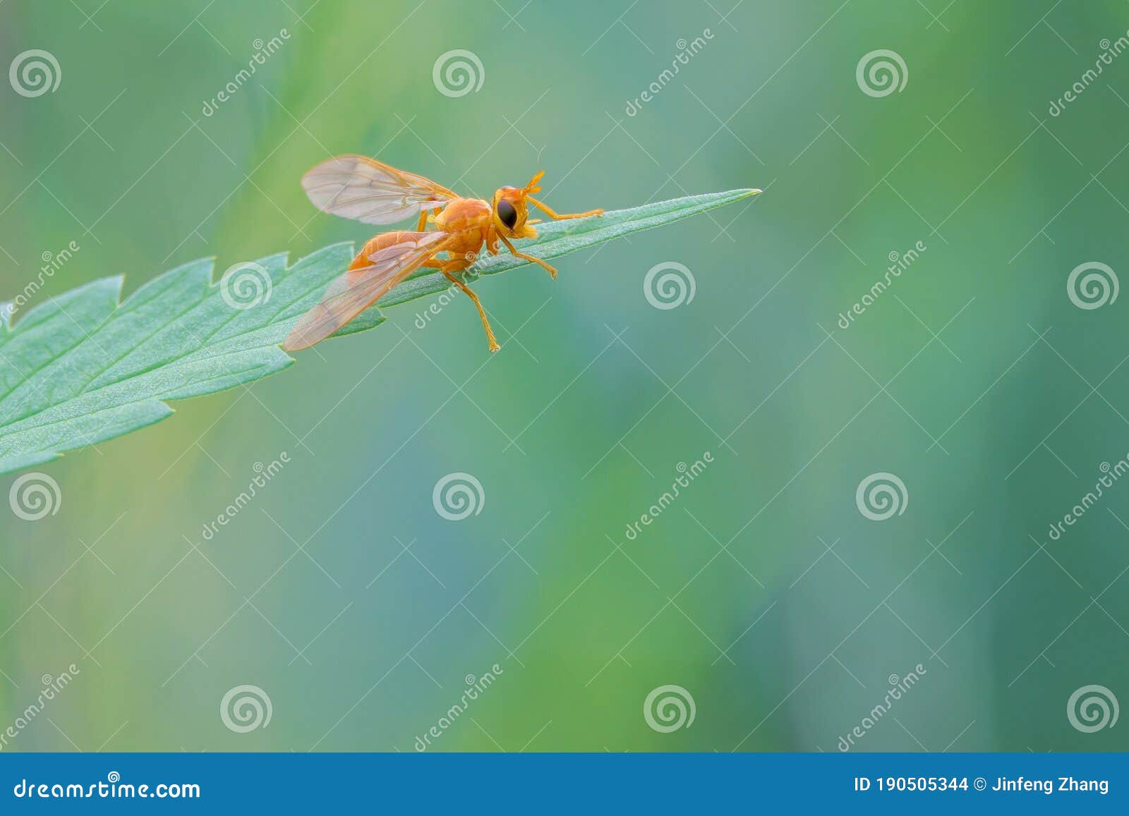 Orange bee stock photo. Image of animals, insects, wildlife - 190505344