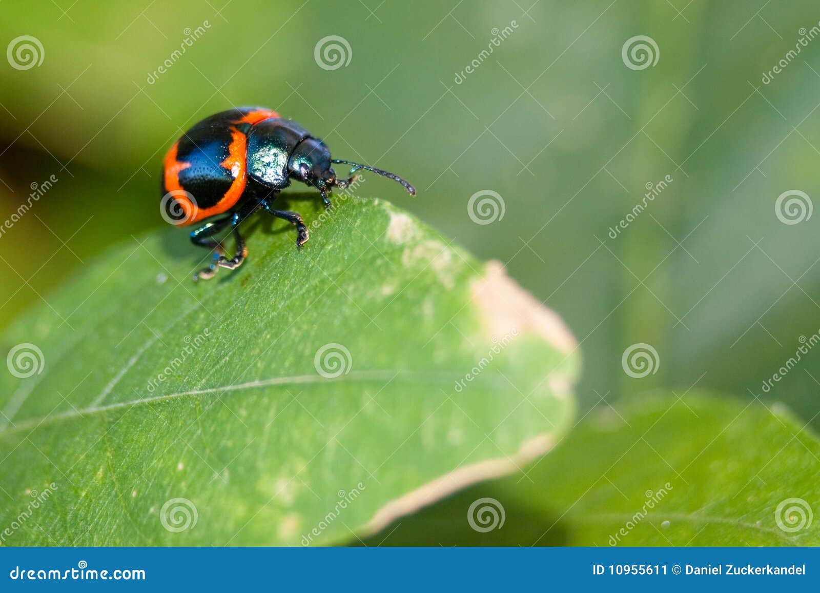 Orange beetle. stock image. Image of animals, closeup - 10955611