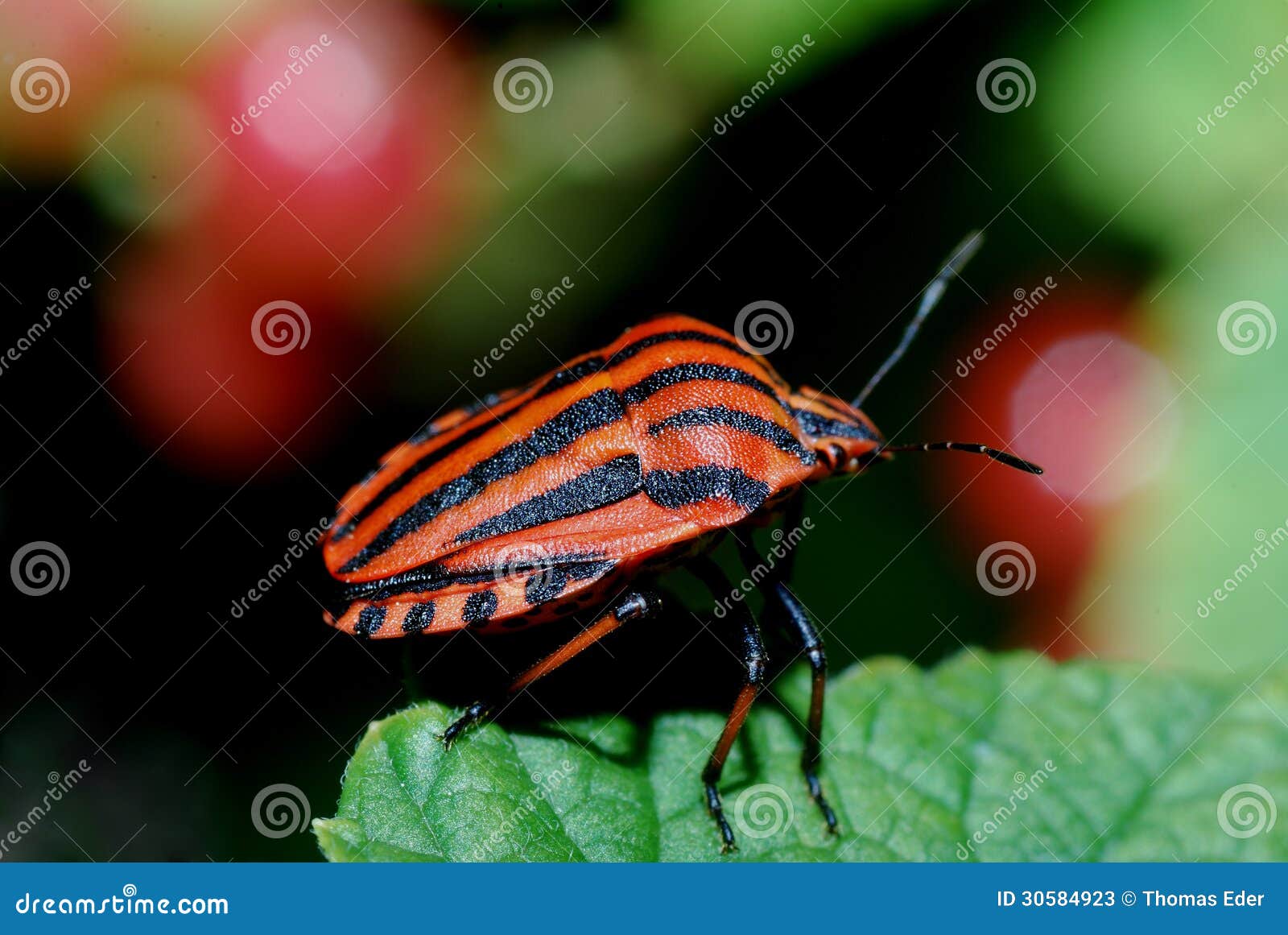 Orange beetle stock image. Image of animal, detail, botanical - 30584923
