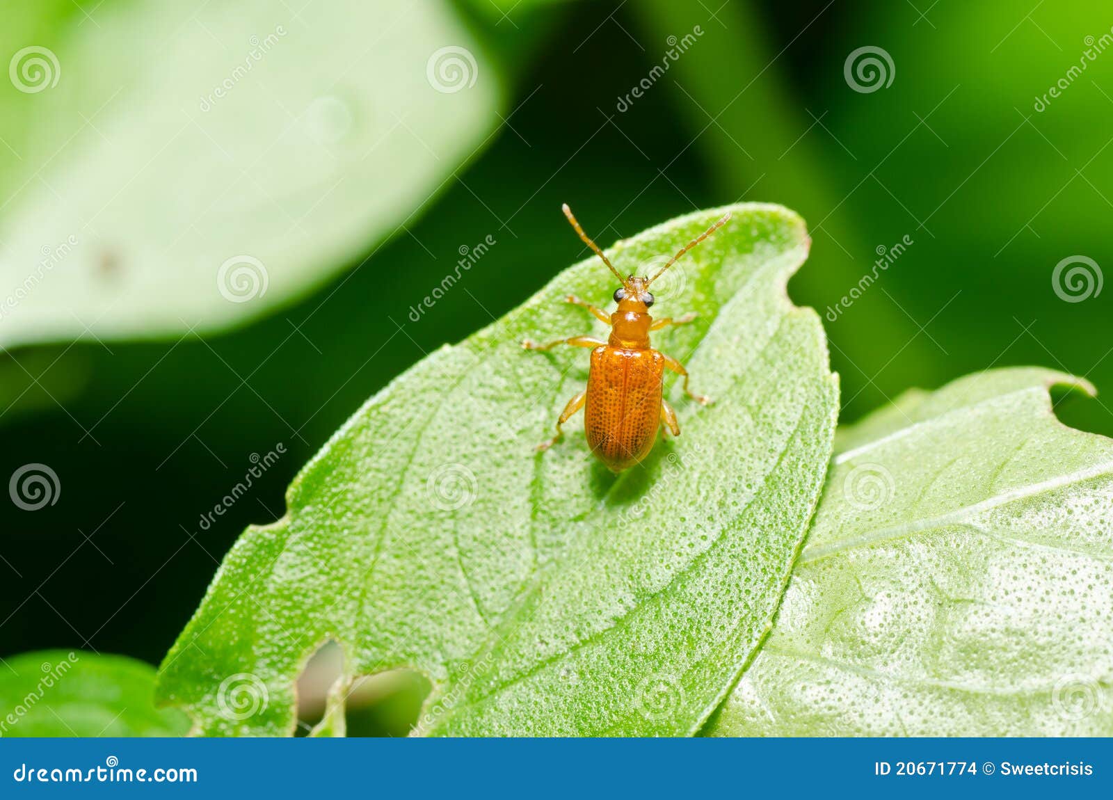 Orange Beetle in Green Nature Stock Photo - Image of brown, summer ...