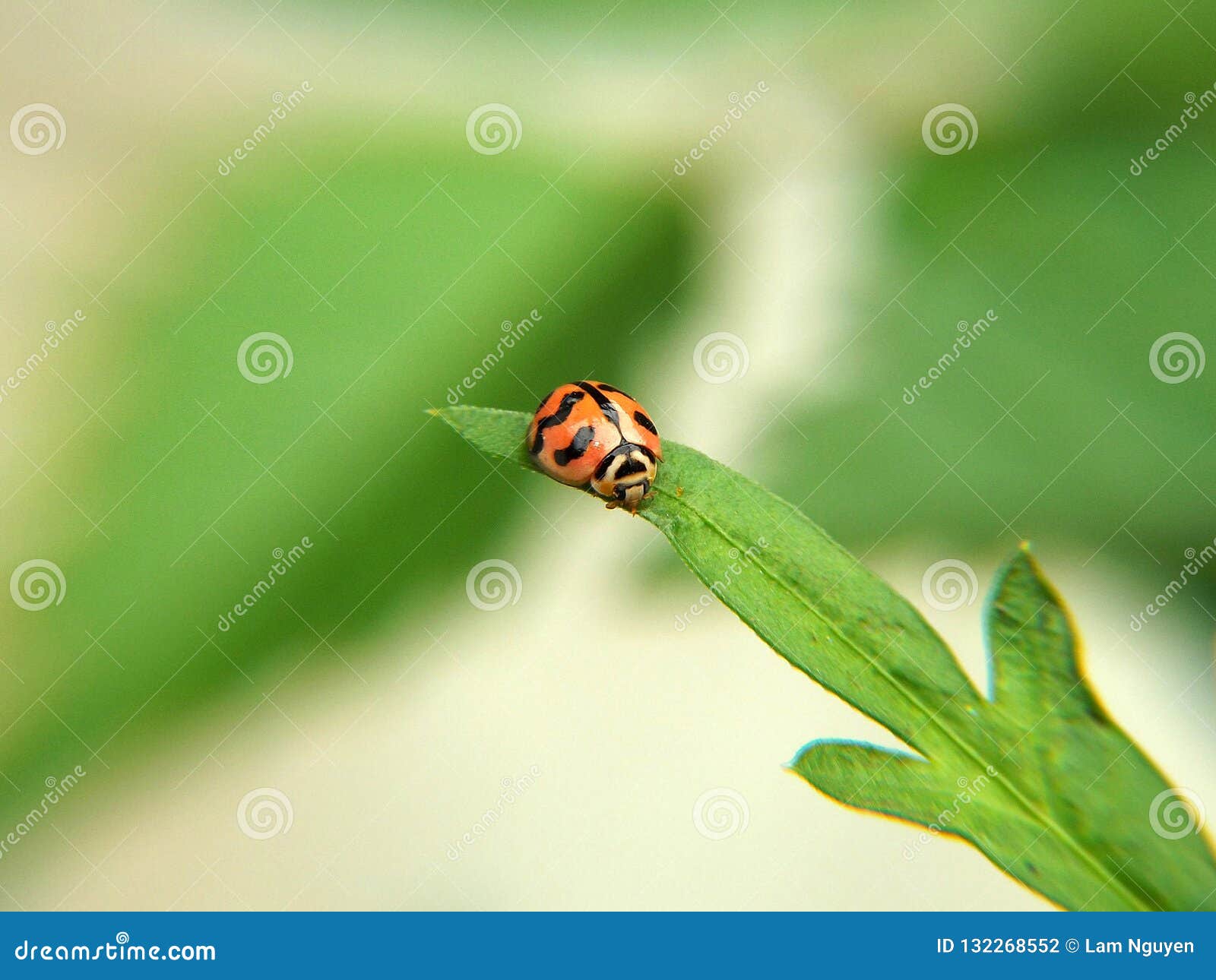 Orange Beetle is on the Leaf Stock Photo - Image of green, parked ...