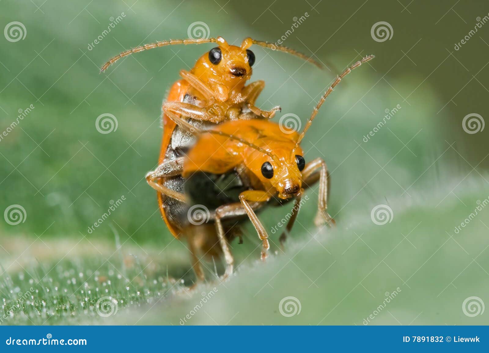 Orange Beetle On A Leaf Royalty-Free Stock Photo | CartoonDealer.com ...