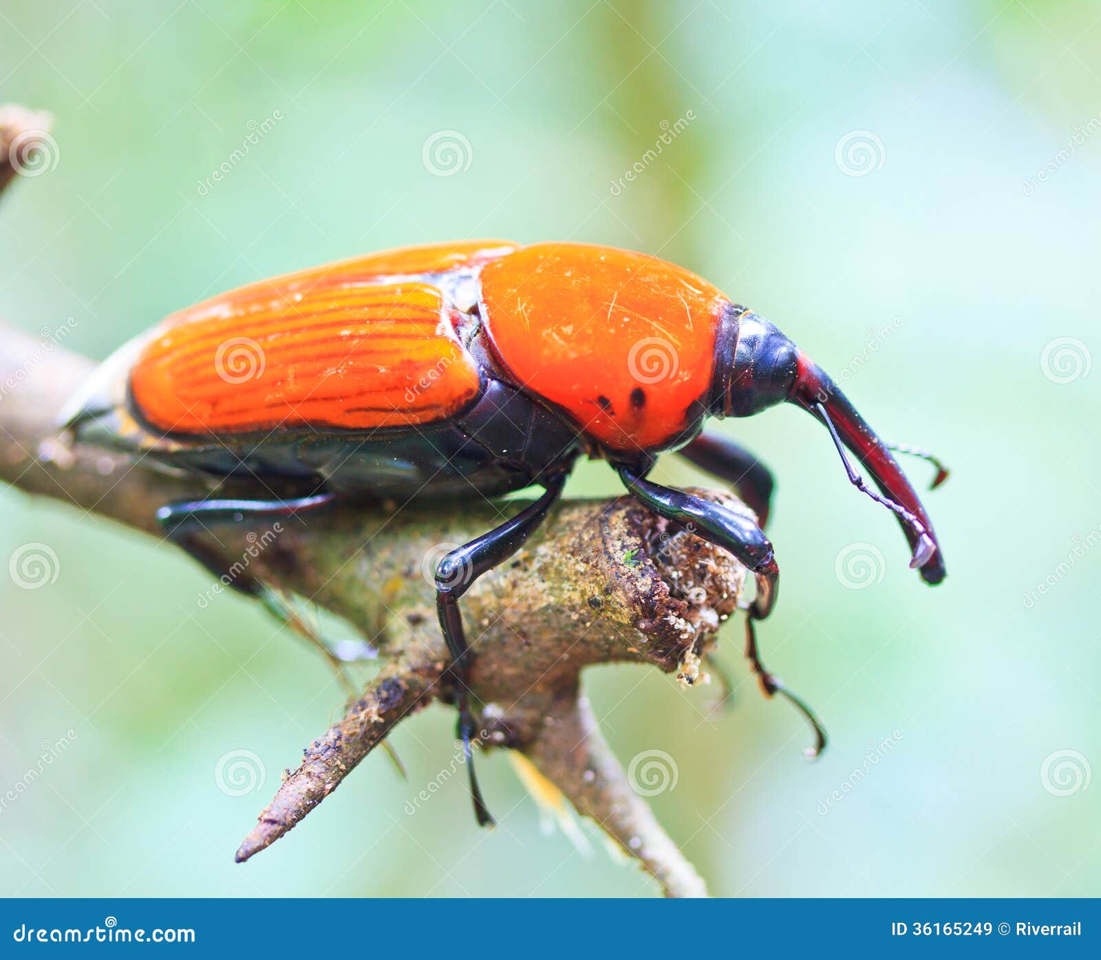 Orange beetle stock image. Image of cicada, fulgorid - 36165249