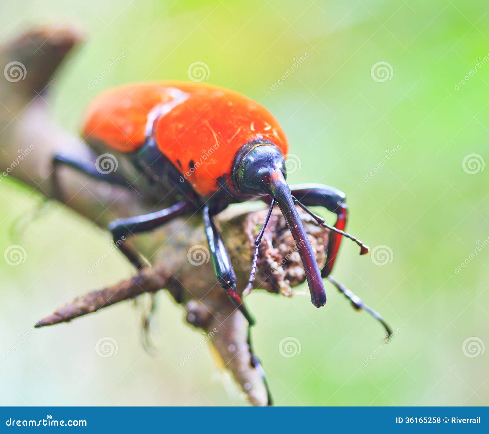 Orange beetle stock photo. Image of entomology, color - 36165258