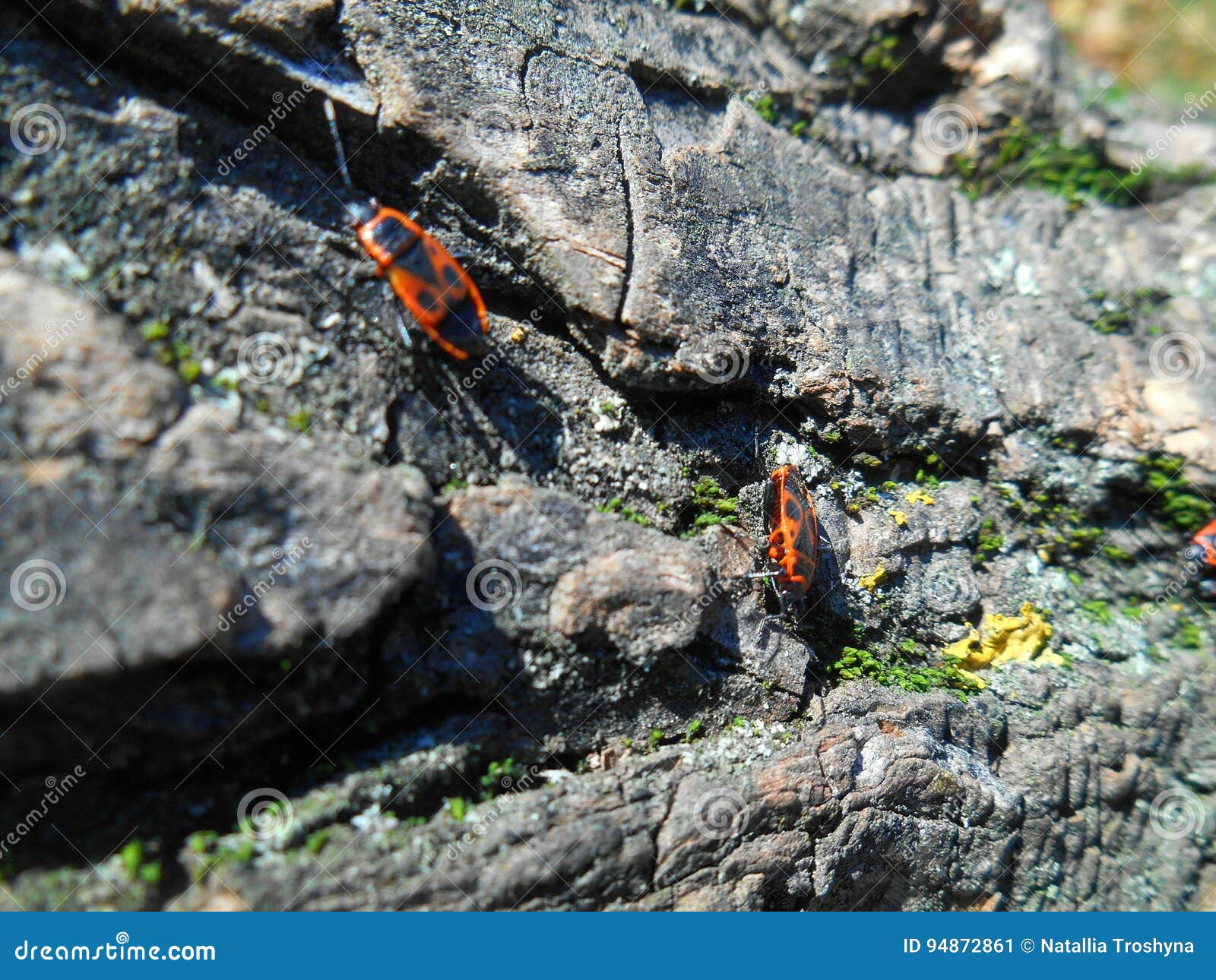 Orange beetles insects stock image. Image of landscape - 94872861