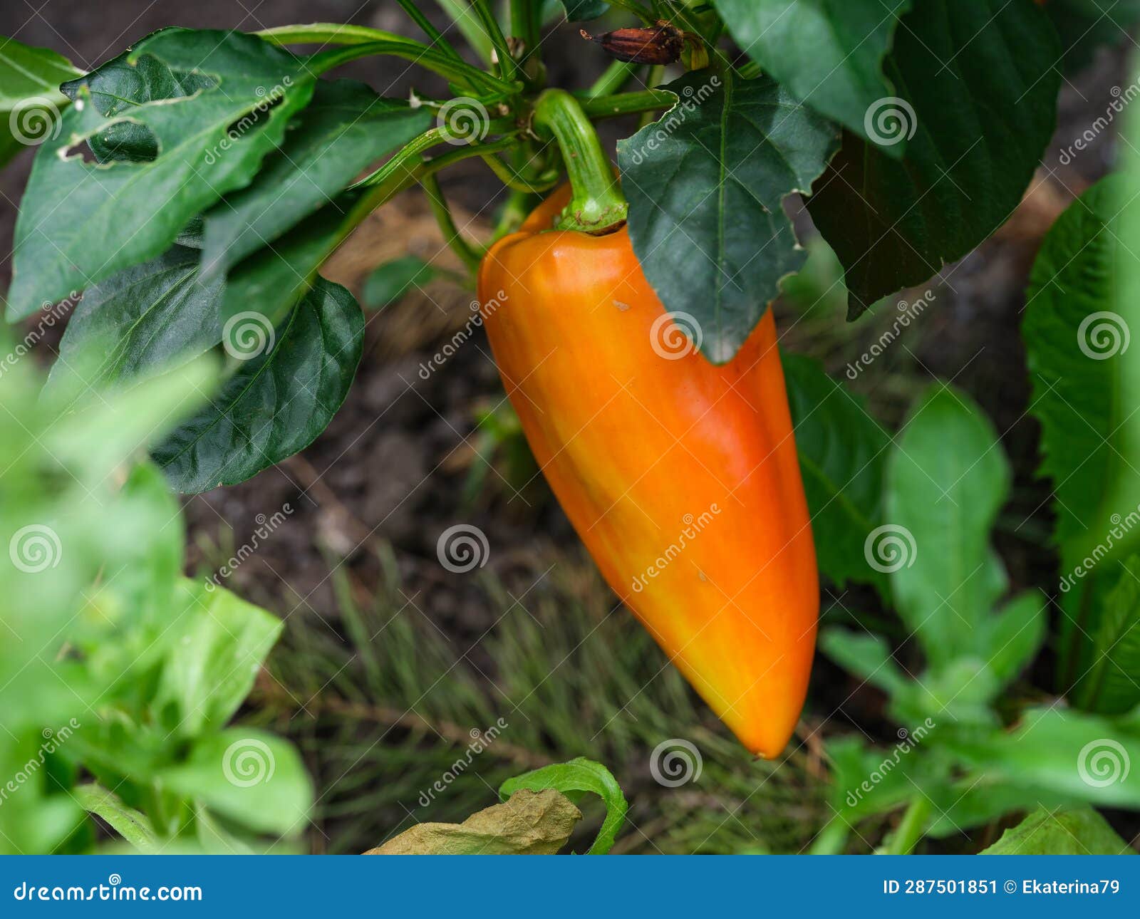 Orange Bell Pepper Growing in the Garden Stock Image - Image of orange ...