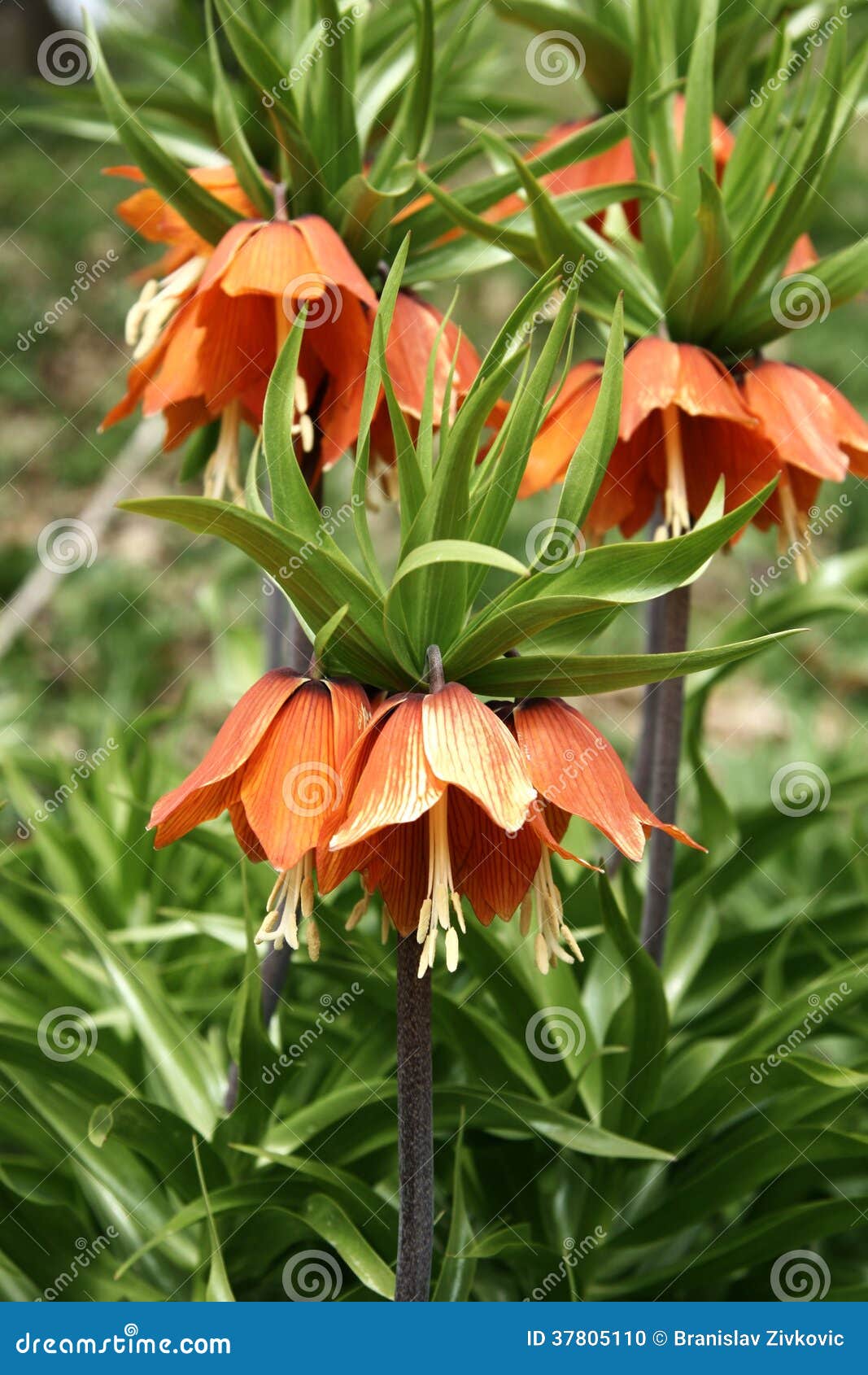 Orange bellflower stock photo. Image of flower, orange - 37805110