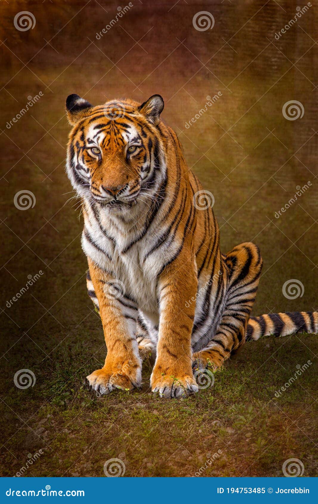 Orange Bengal Tiger with Textured Background Stock Image - Image of ...