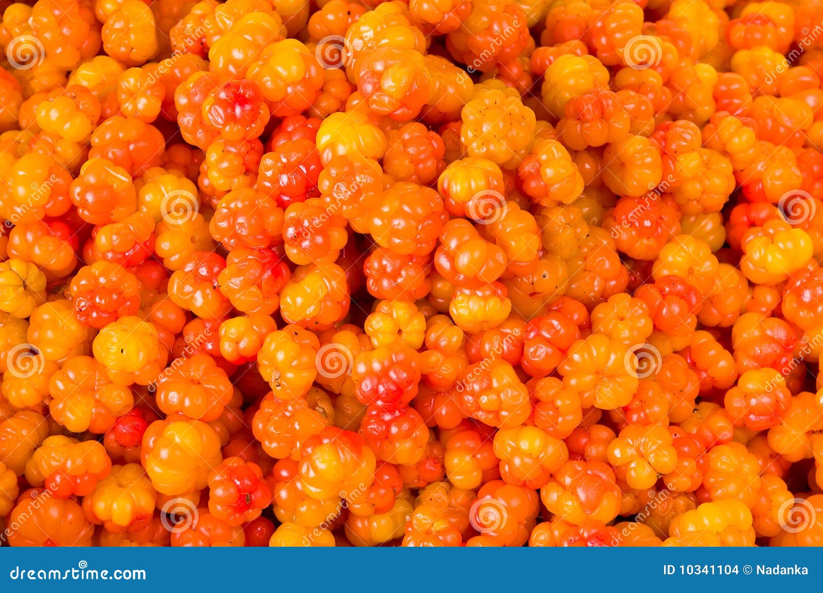 Orange berries stock photo. Image of objects, lapland - 10341104