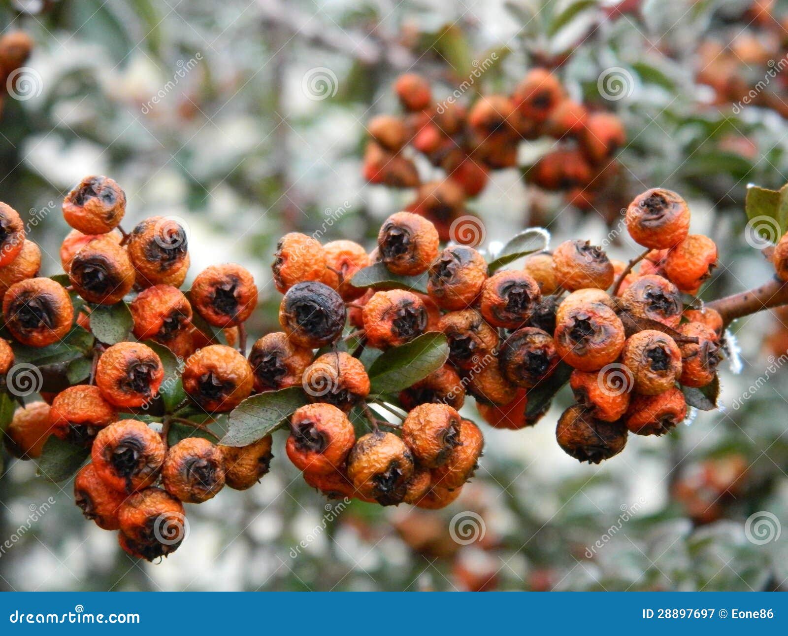 Orange berries stock image. Image of detail, health, christmas - 28897697