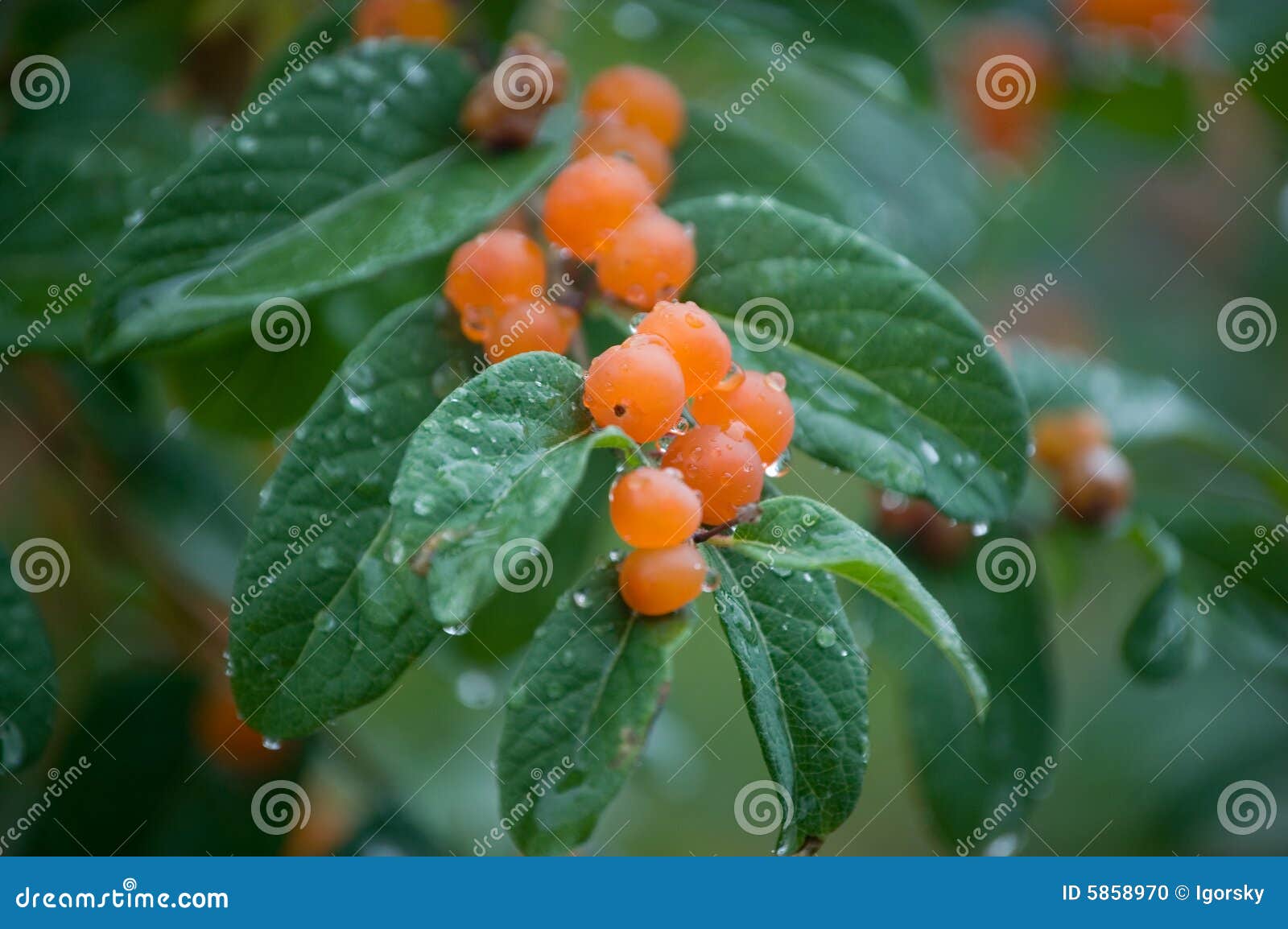 Orange berries stock photo. Image of berry, freshness - 5858970