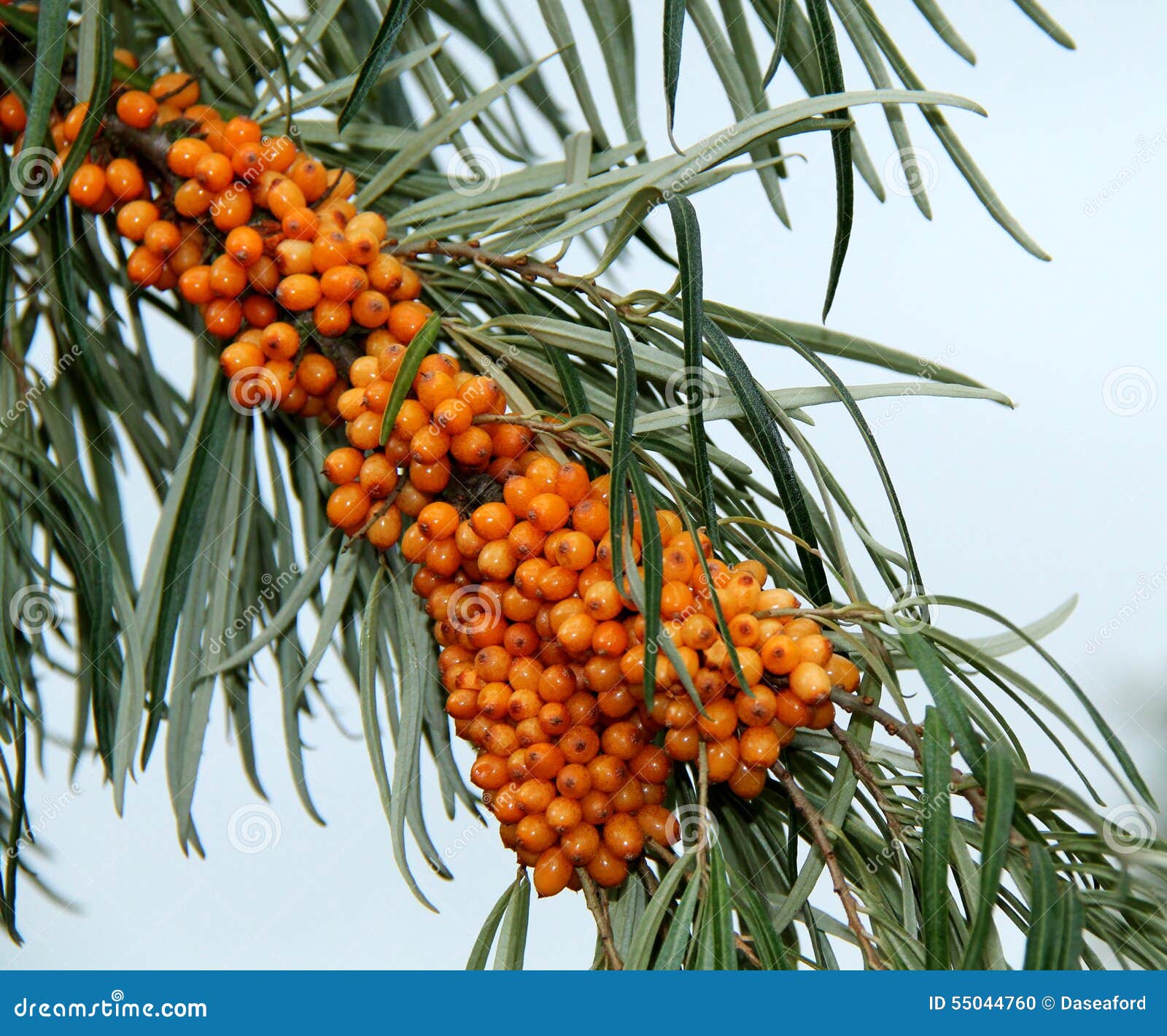 Orange Berries. stock photo. Image of plant, stem, fruit - 55044760