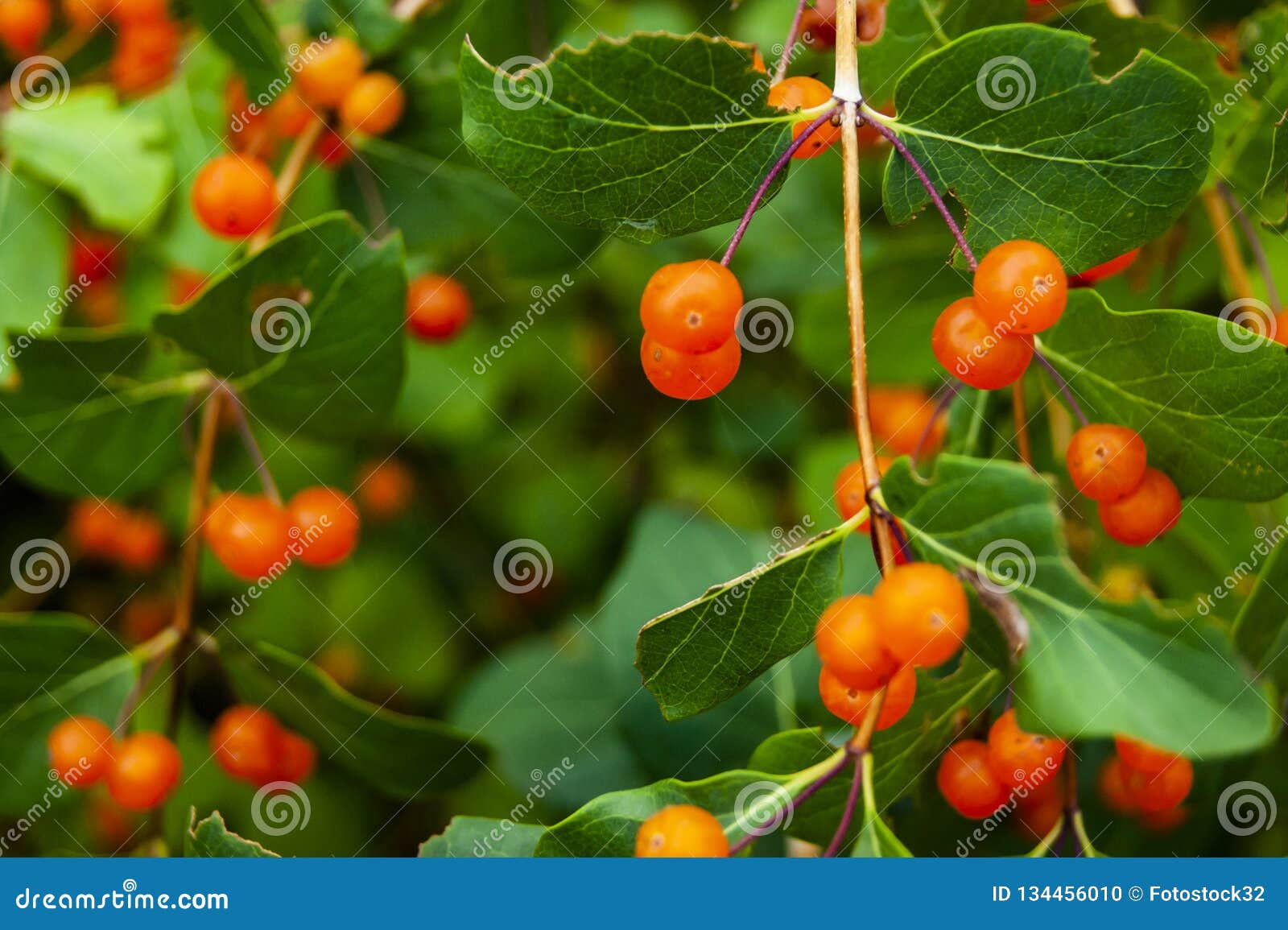 Orange berries on a branch stock photo. Image of background - 134456010
