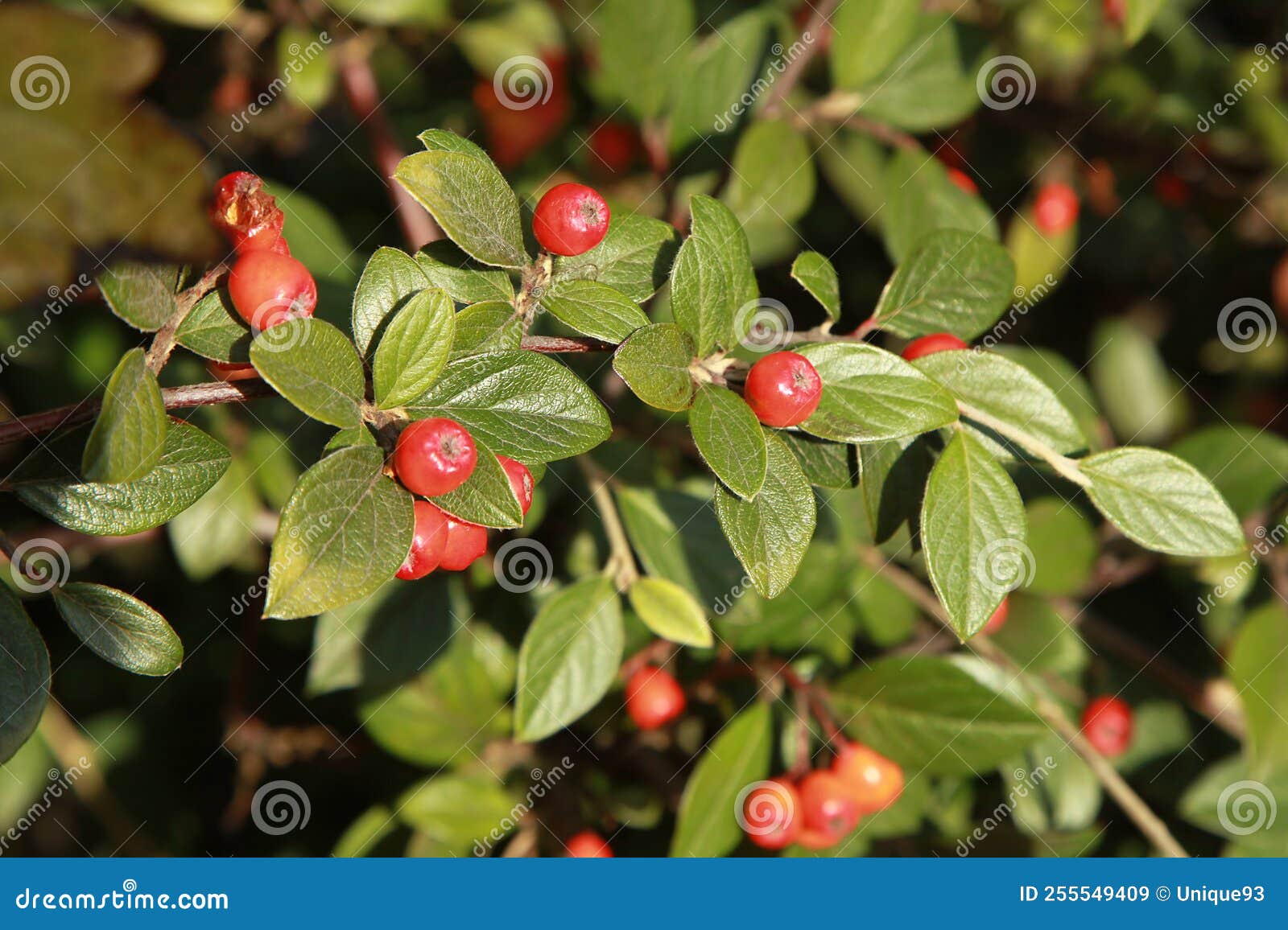 Orange Berries of Cotoneaster Franchetii Stock Image - Image of ...