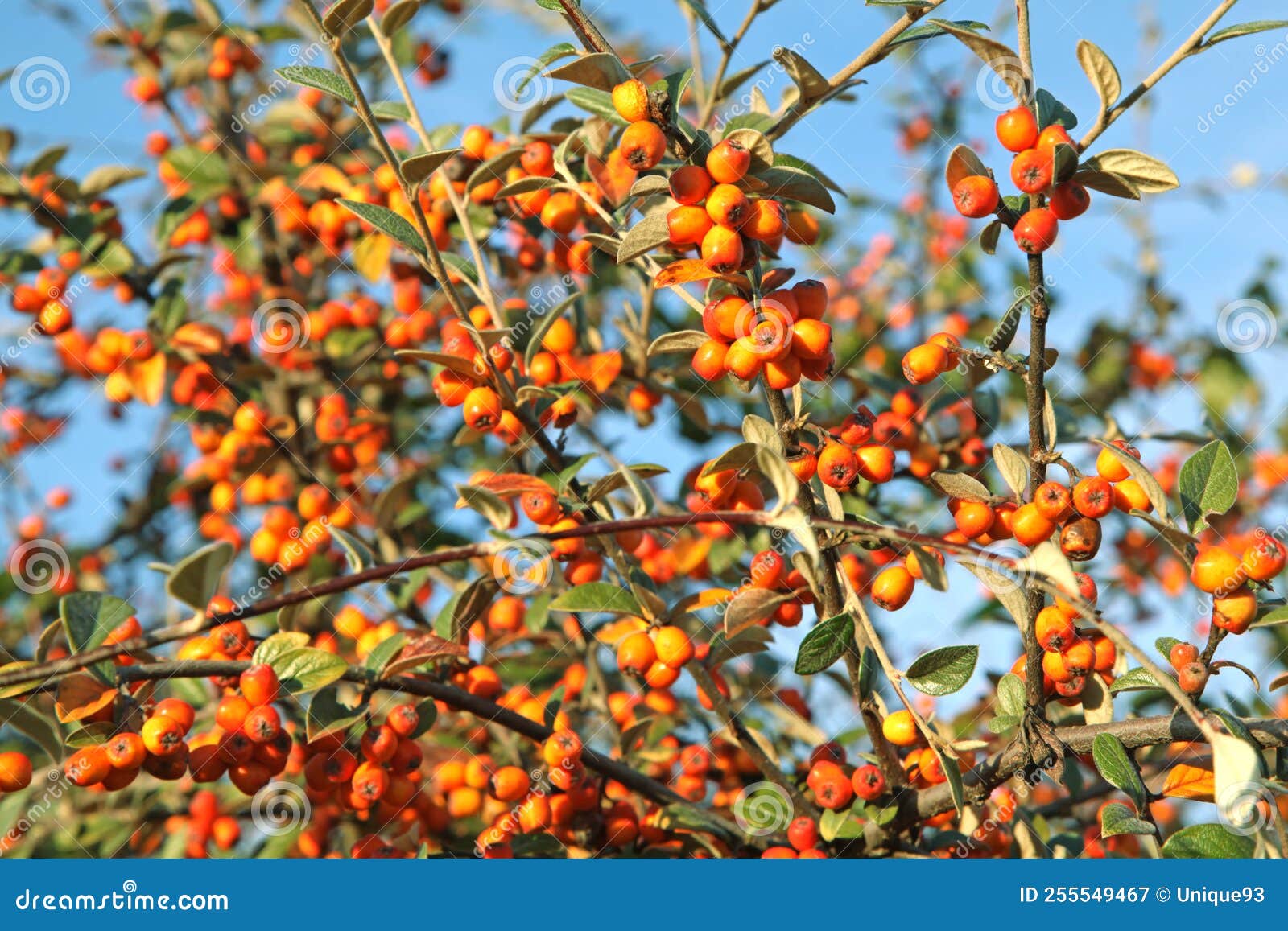 Orange Berries of Cotoneaster Franchetii Stock Image - Image of garden ...
