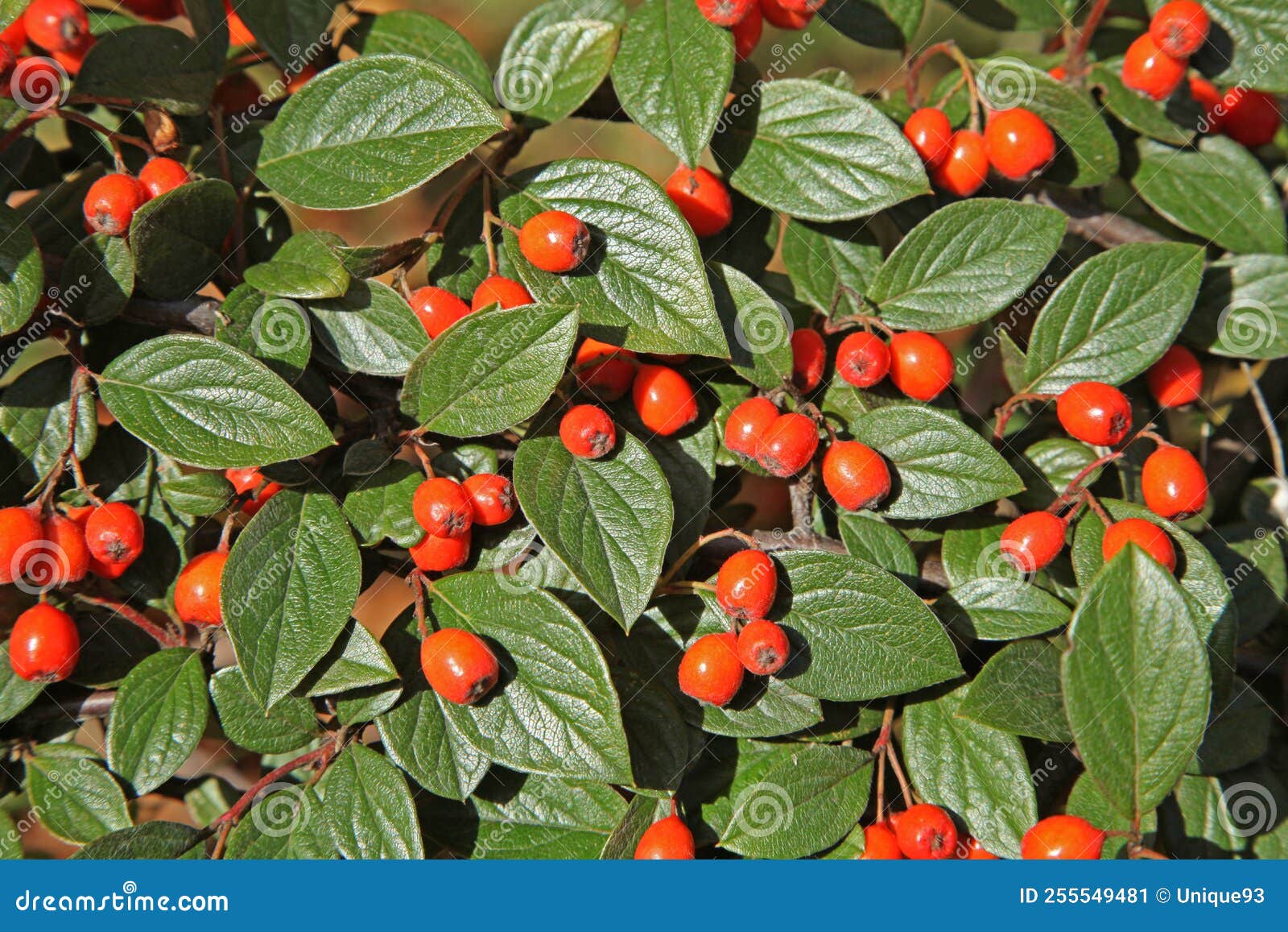 Cotoneaster Franchetii Stock Photos - Free & Royalty-Free Stock Photos ...