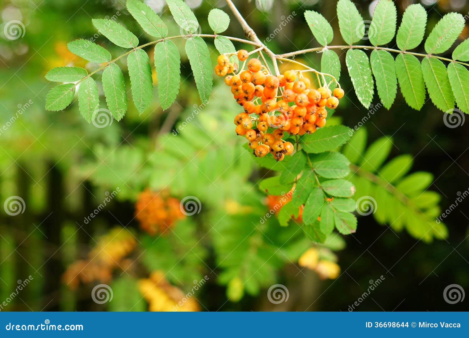 Orange berries stock photo. Image of nature, green, outdoor - 36698644