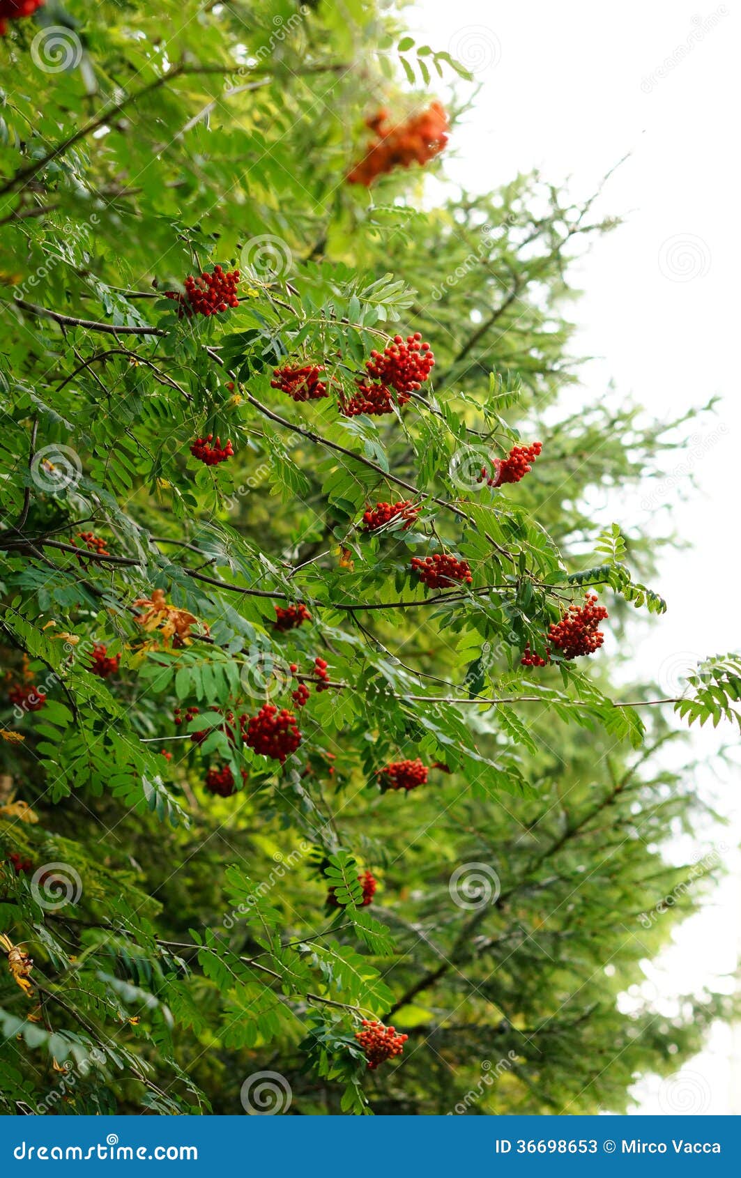 Orange berries stock image. Image of sorbus, vegetation - 36698653